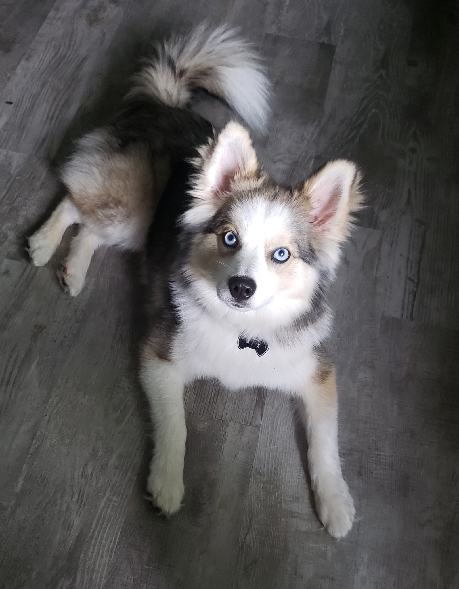 Gizmo my 8 Month Old Pomsky | Scrolller