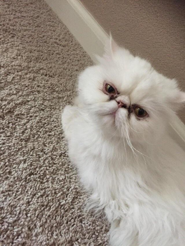 Gizmo, the destroyer of hope. | Scrolller