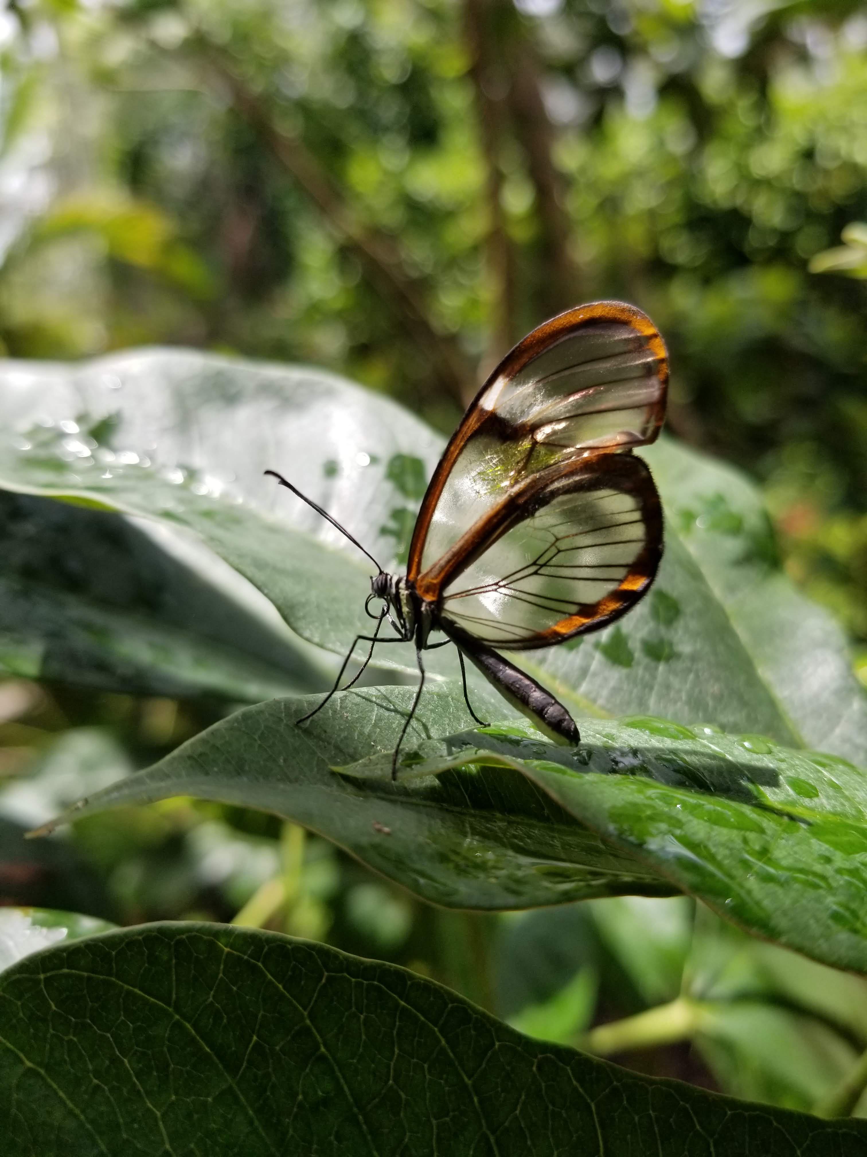 🔥 Glasswing Butterfly | Scrolller
