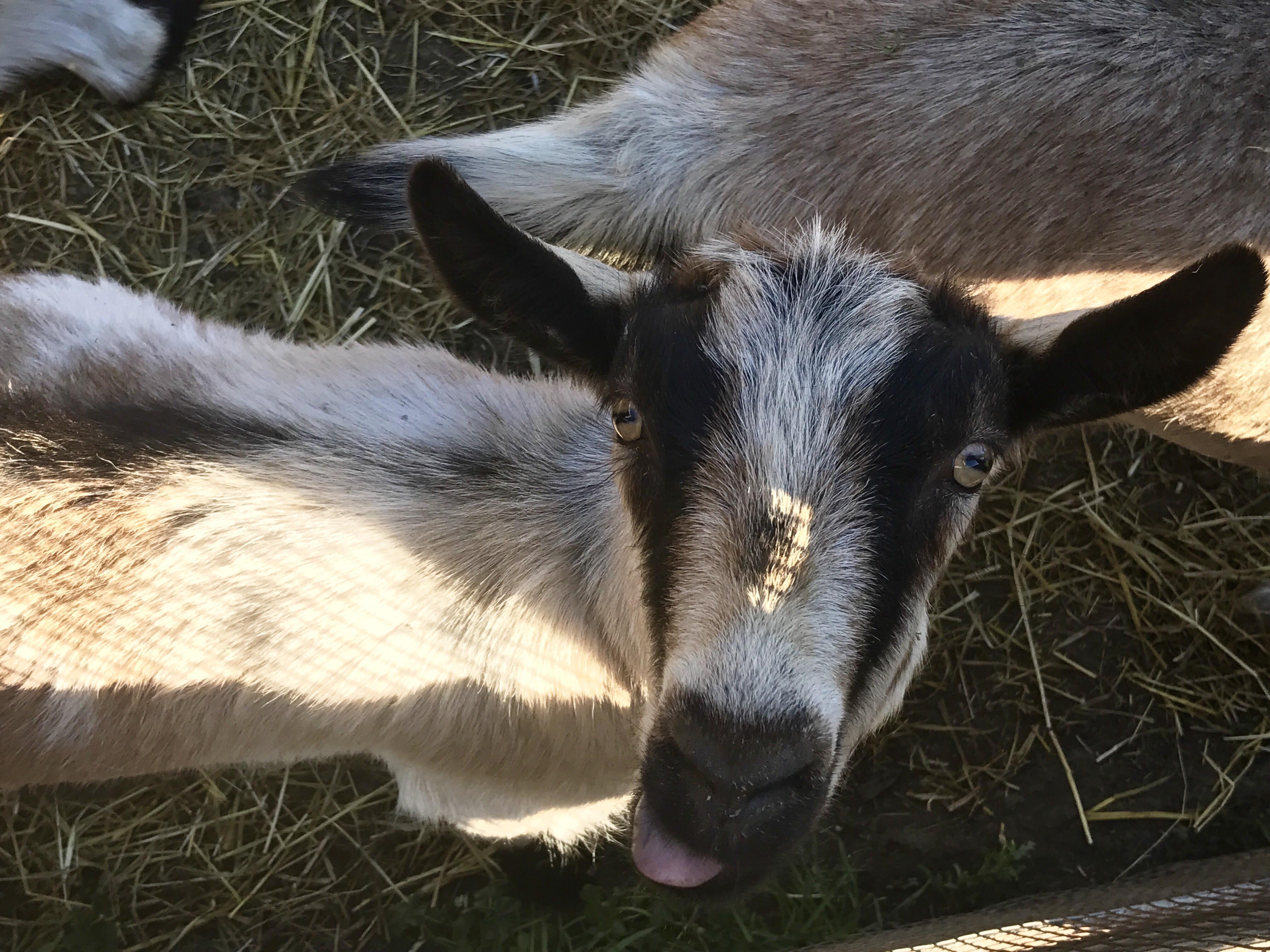 Goat blup. 🐐 | Scrolller