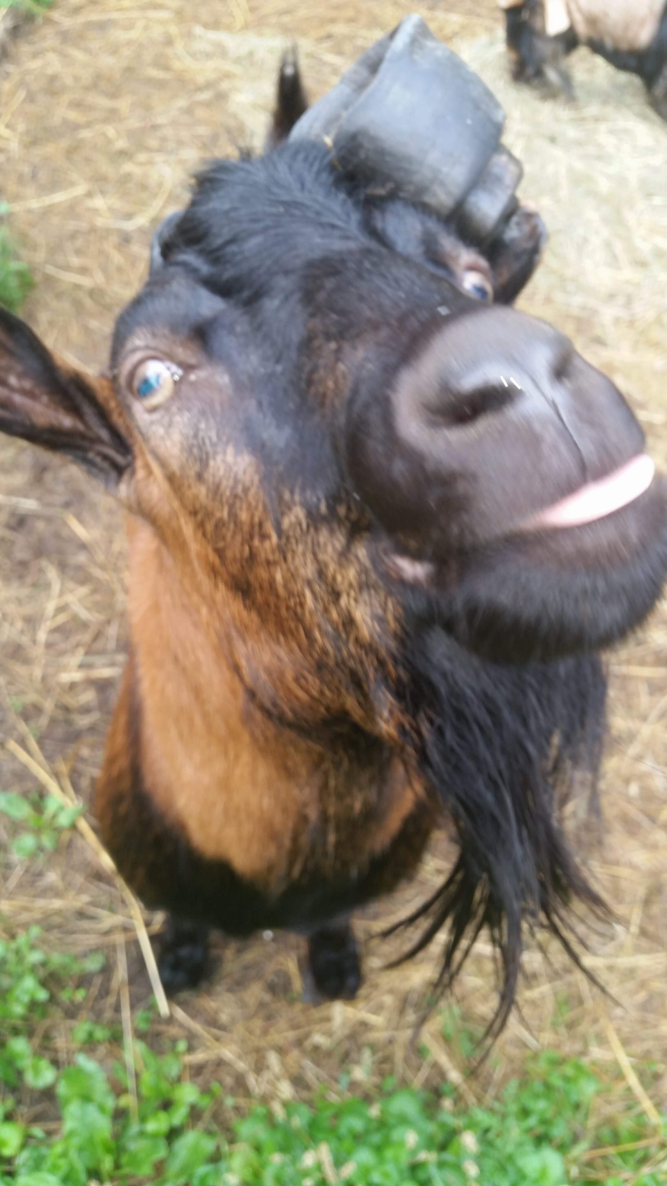 Goat blup incoming. | Scrolller