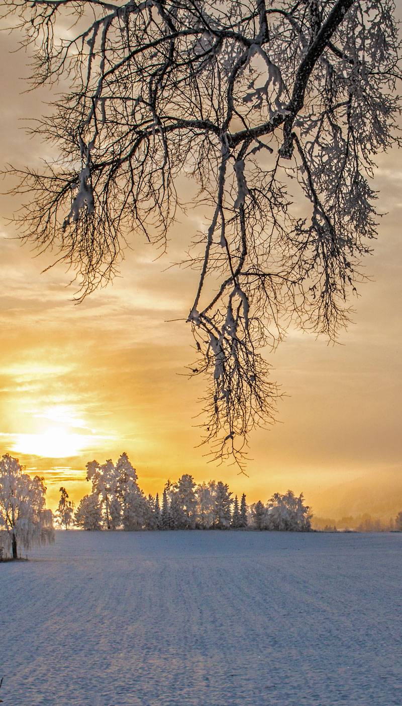 Golden light | Scrolller