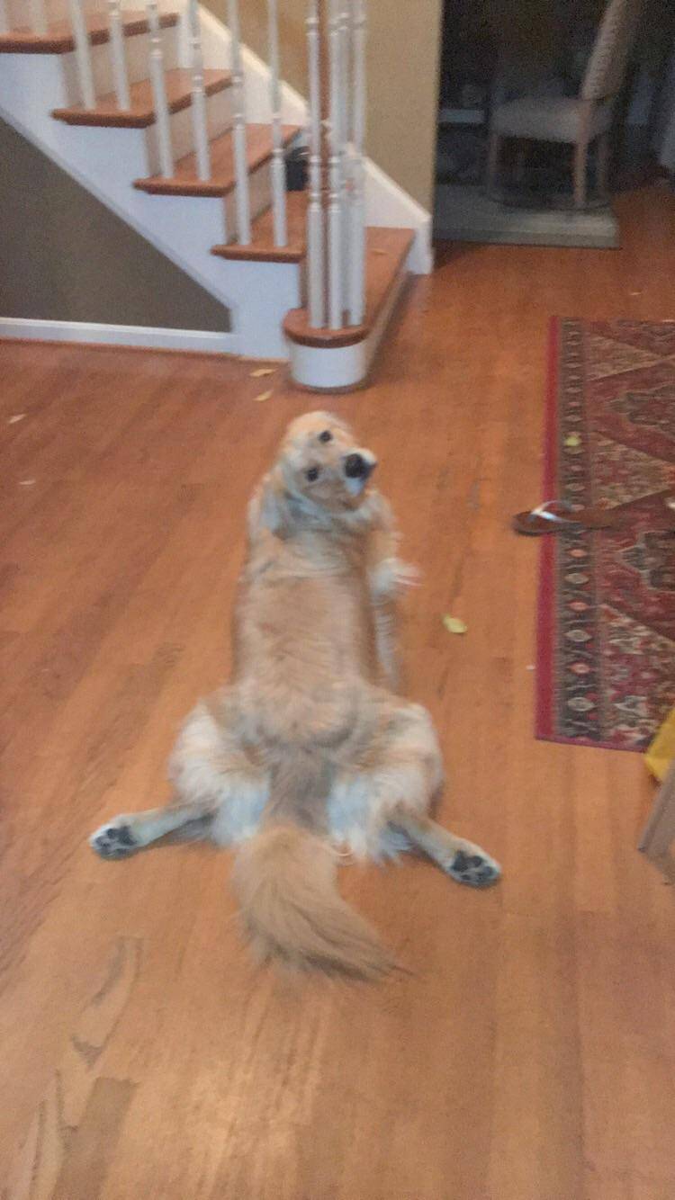 golden sploot | Scrolller