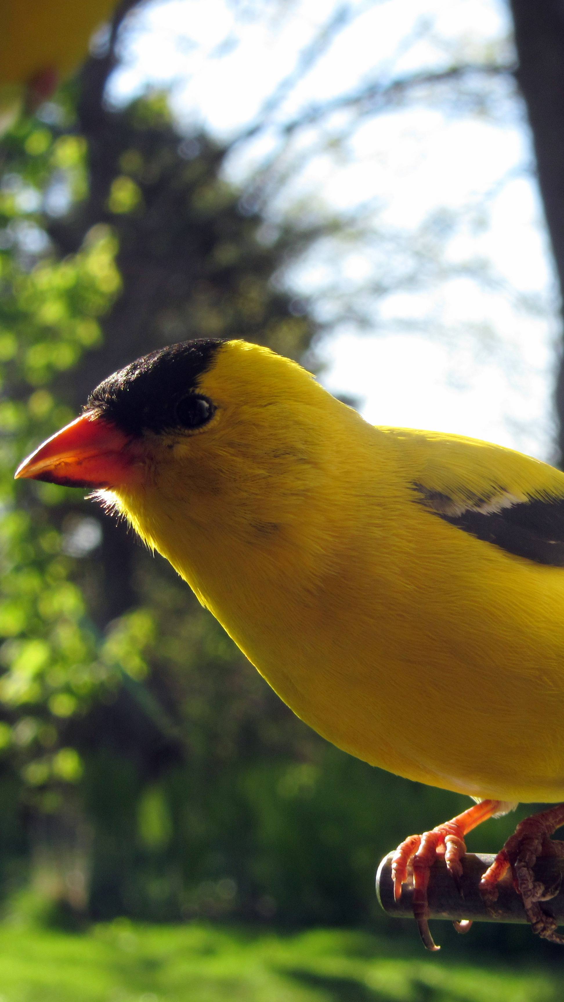 Goldfinch Scrolller