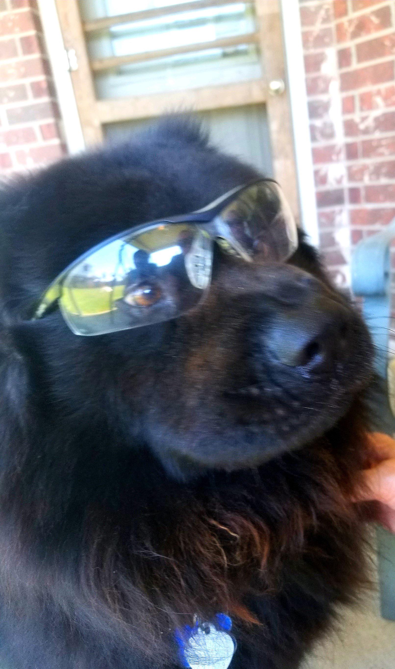 Good boi demonstrating proper PPE | Scrolller