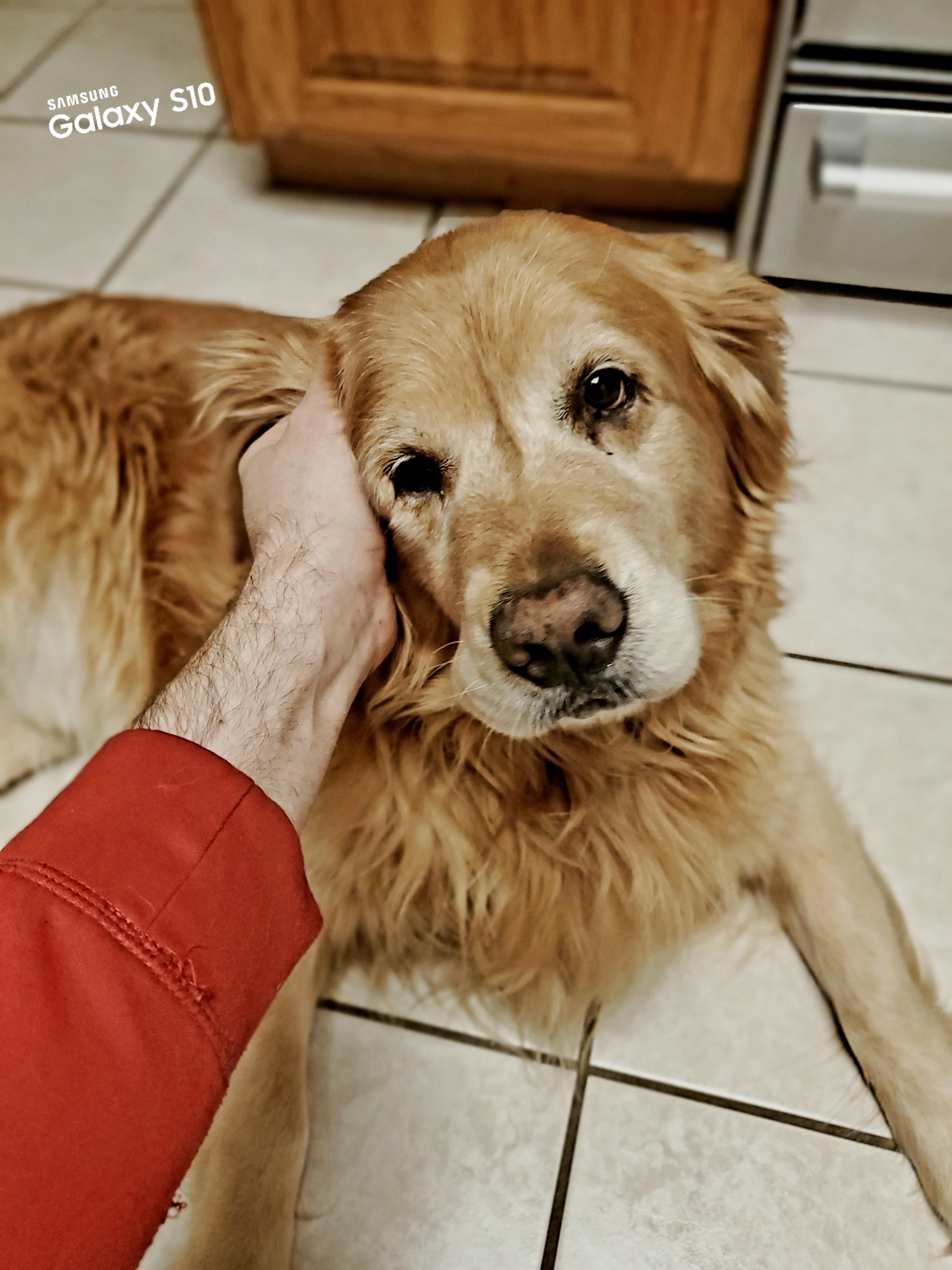 Good boi loves getting his ears scratched | Scrolller