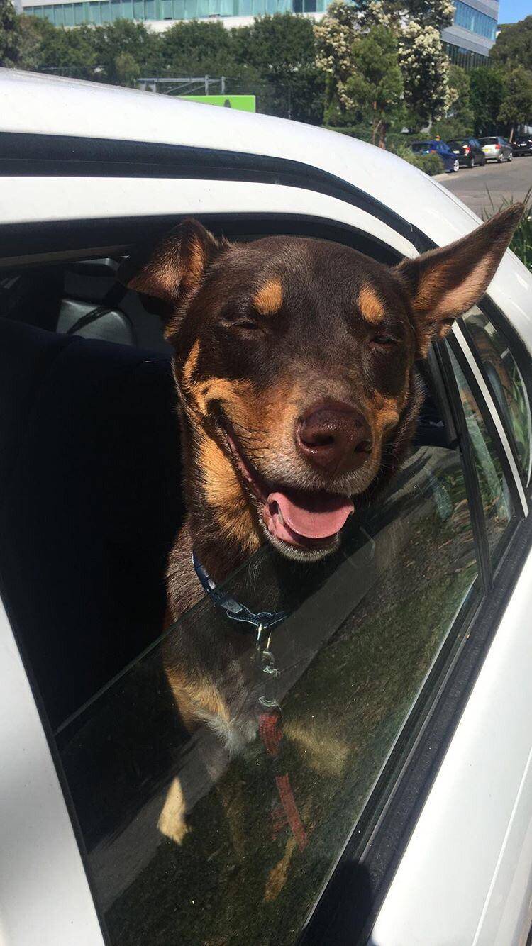 Good boy | Scrolller