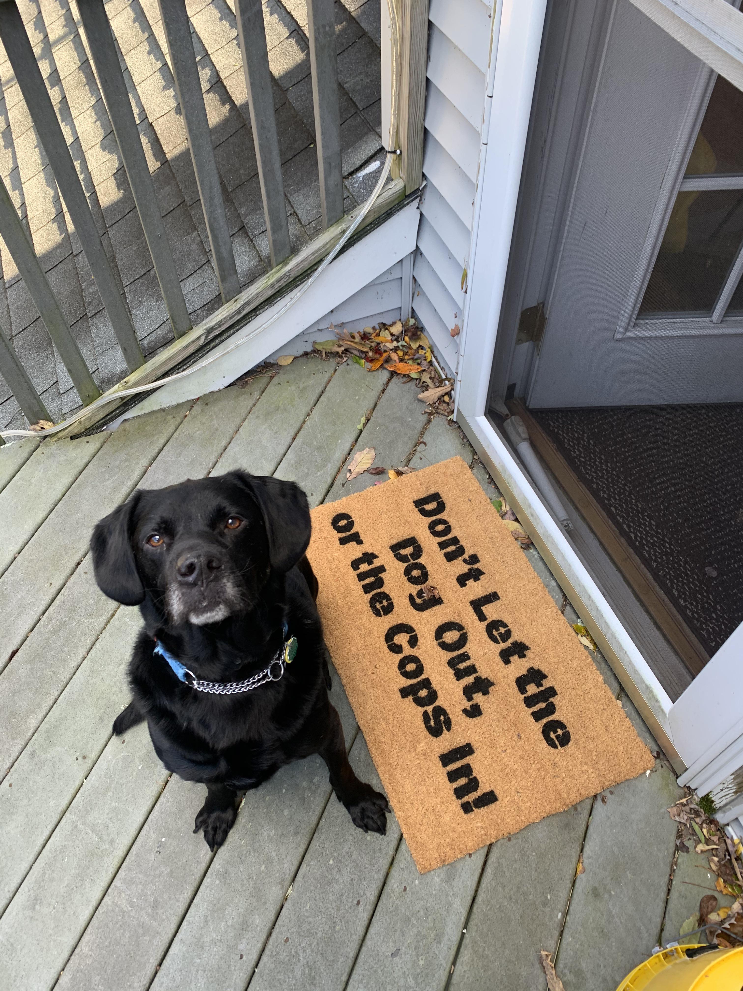 Good boy | Scrolller