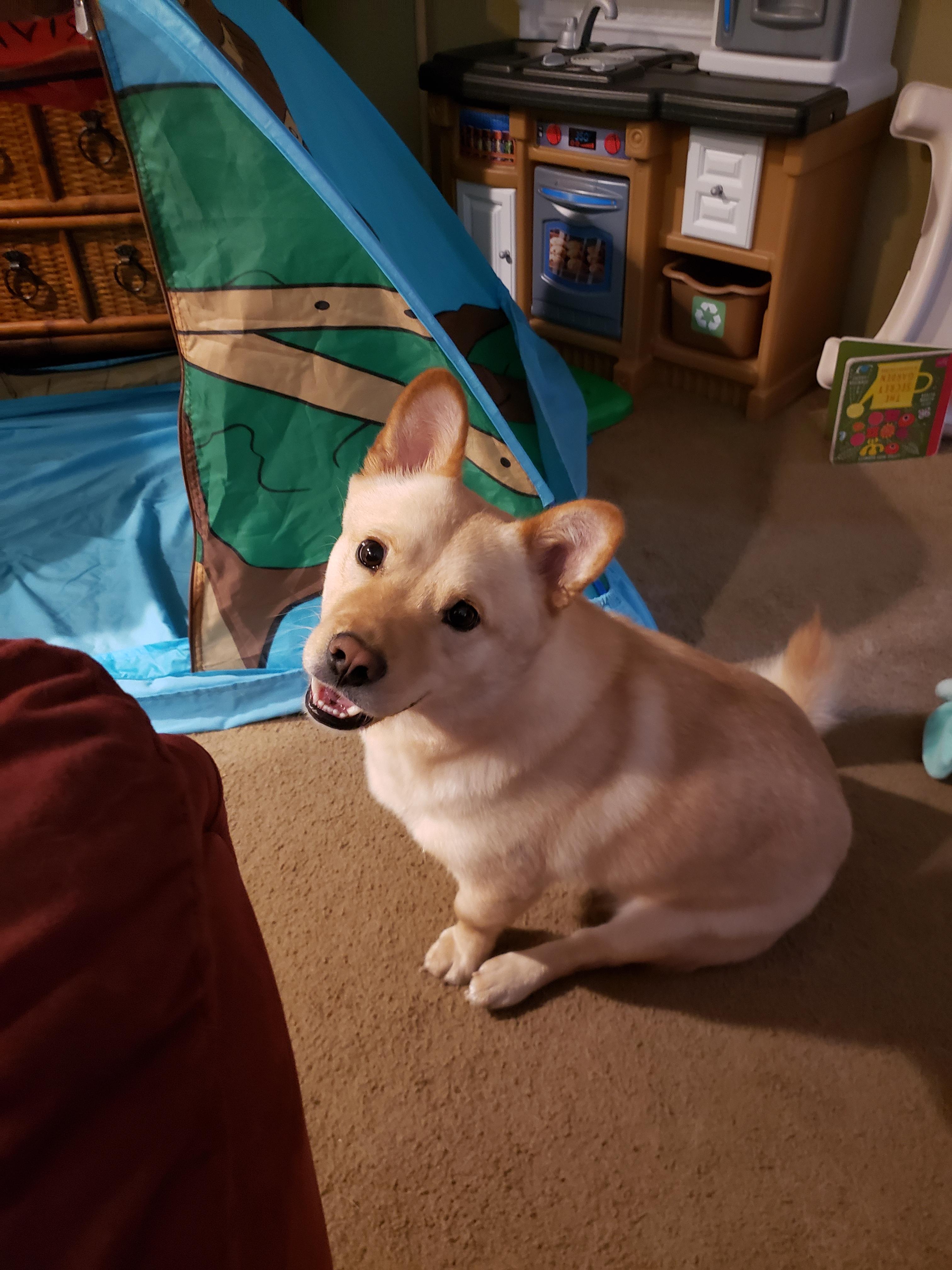 Good boy Lt. Dan | Scrolller