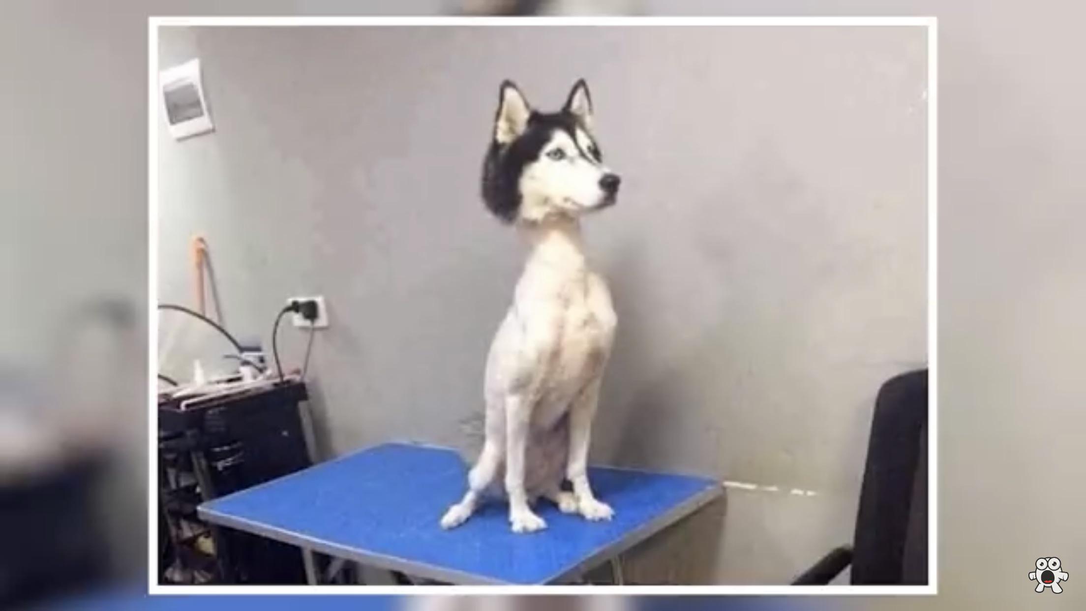 Good doggo | Scrolller