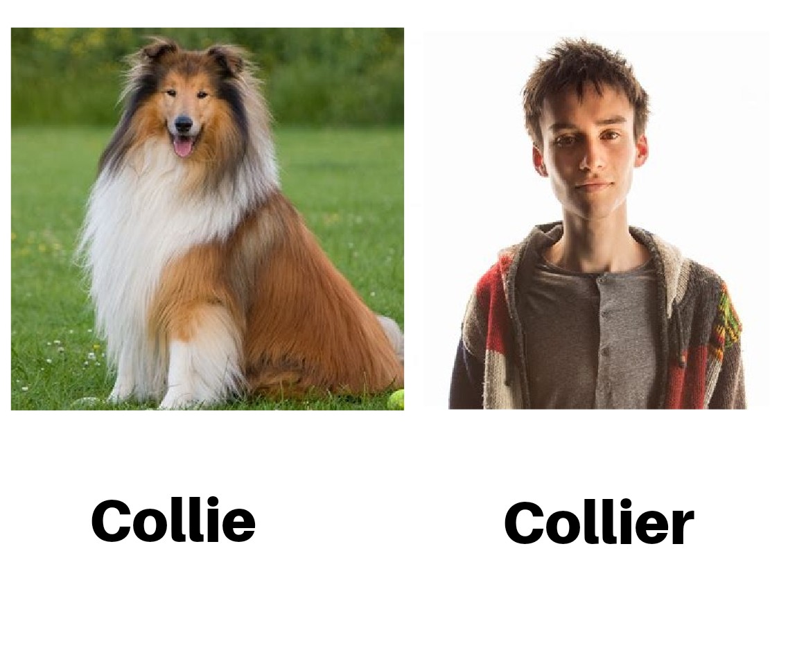Good Doggo | Scrolller