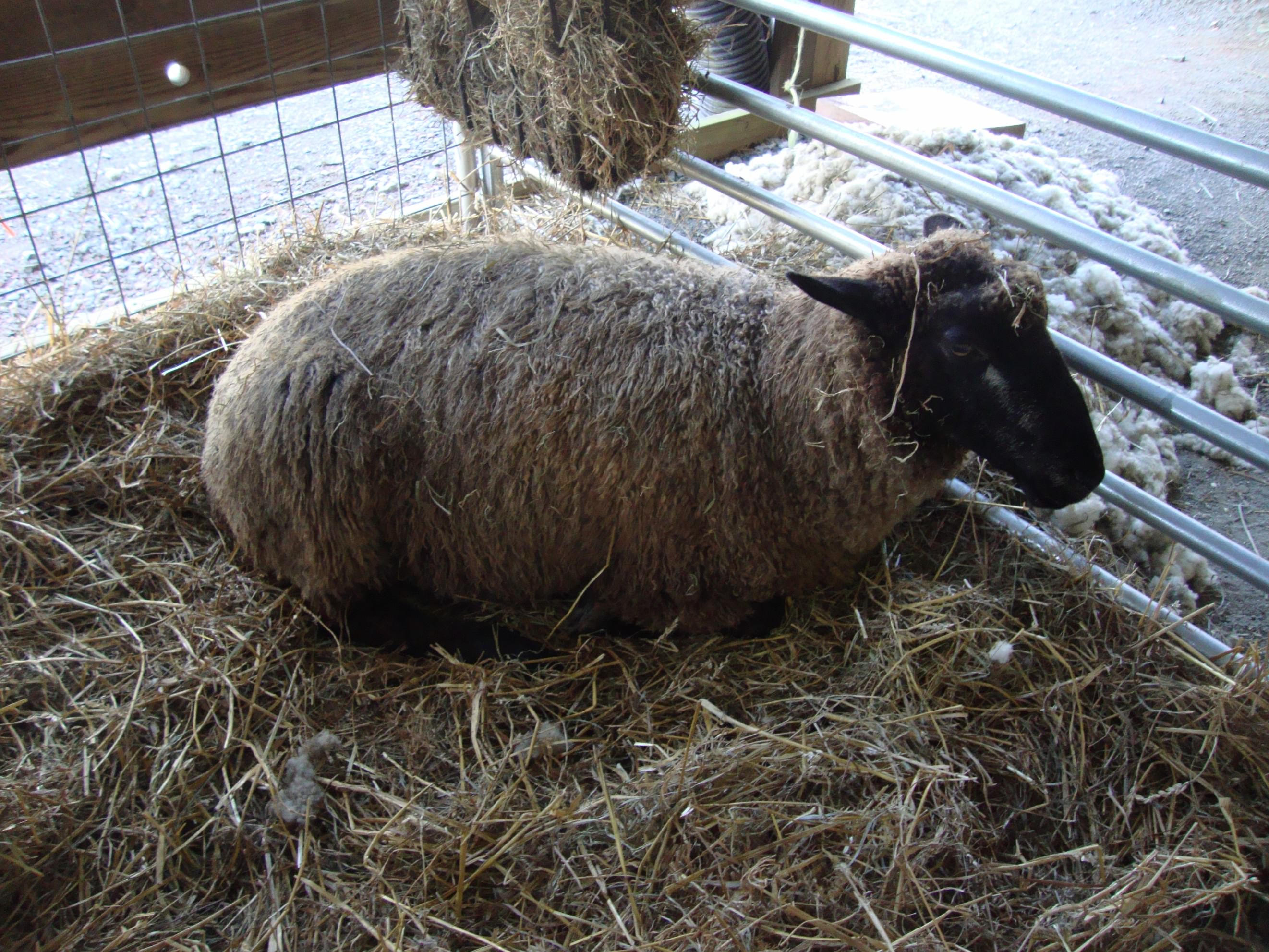 Good looking grey sheep | Scrolller
