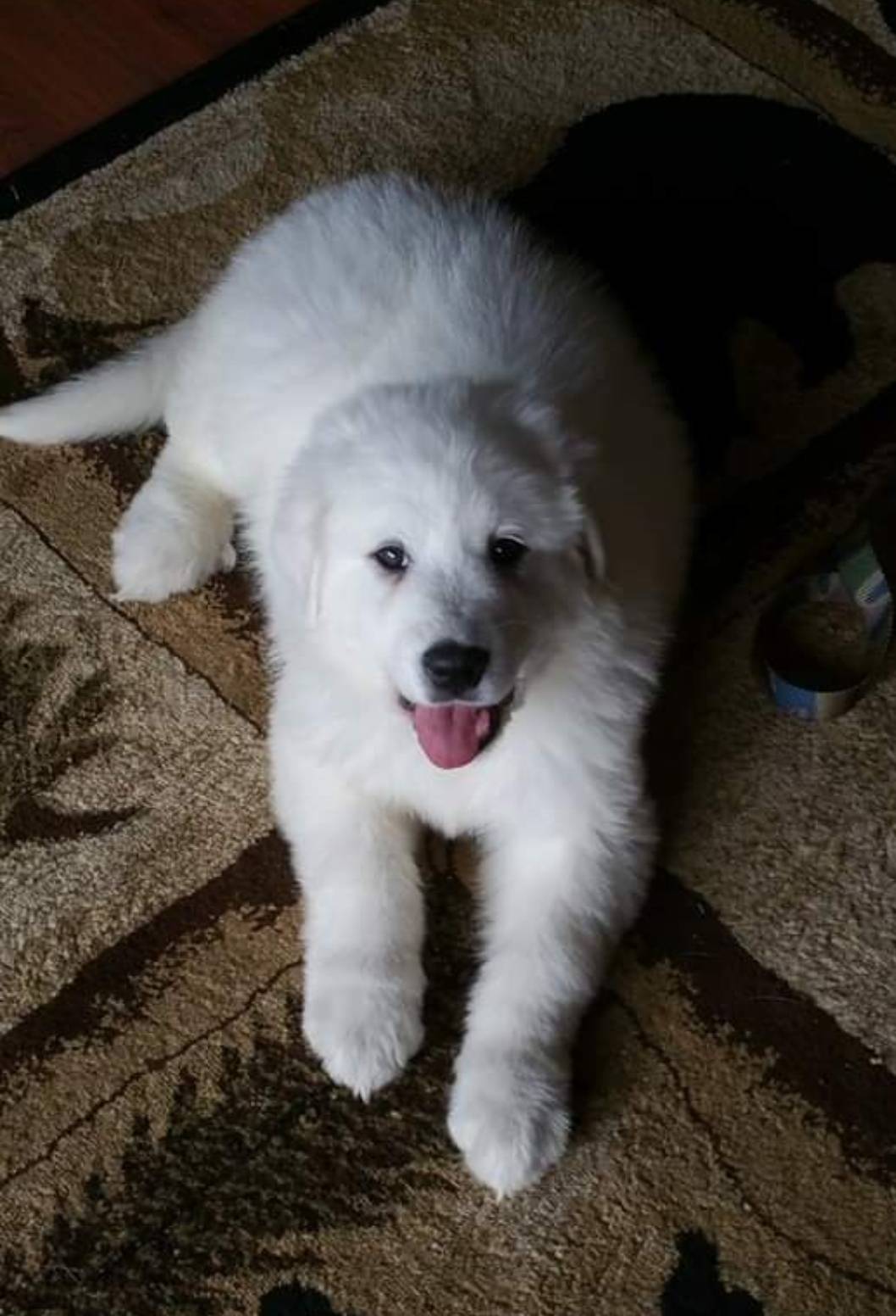 Good morning reddit. Say hello to Elsa Bear! | Scrolller