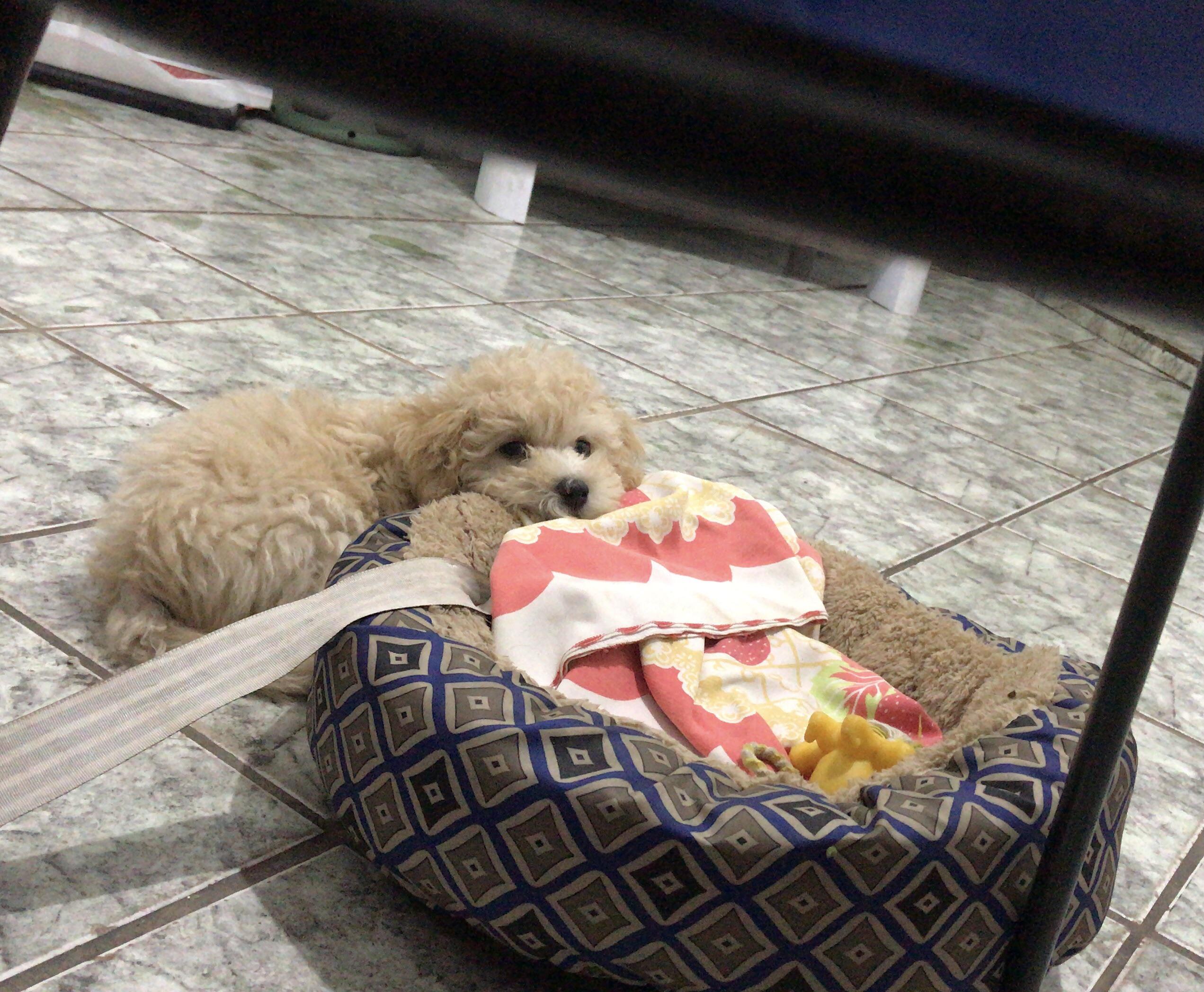 Good night, pee-paw! 🐾 | Scrolller