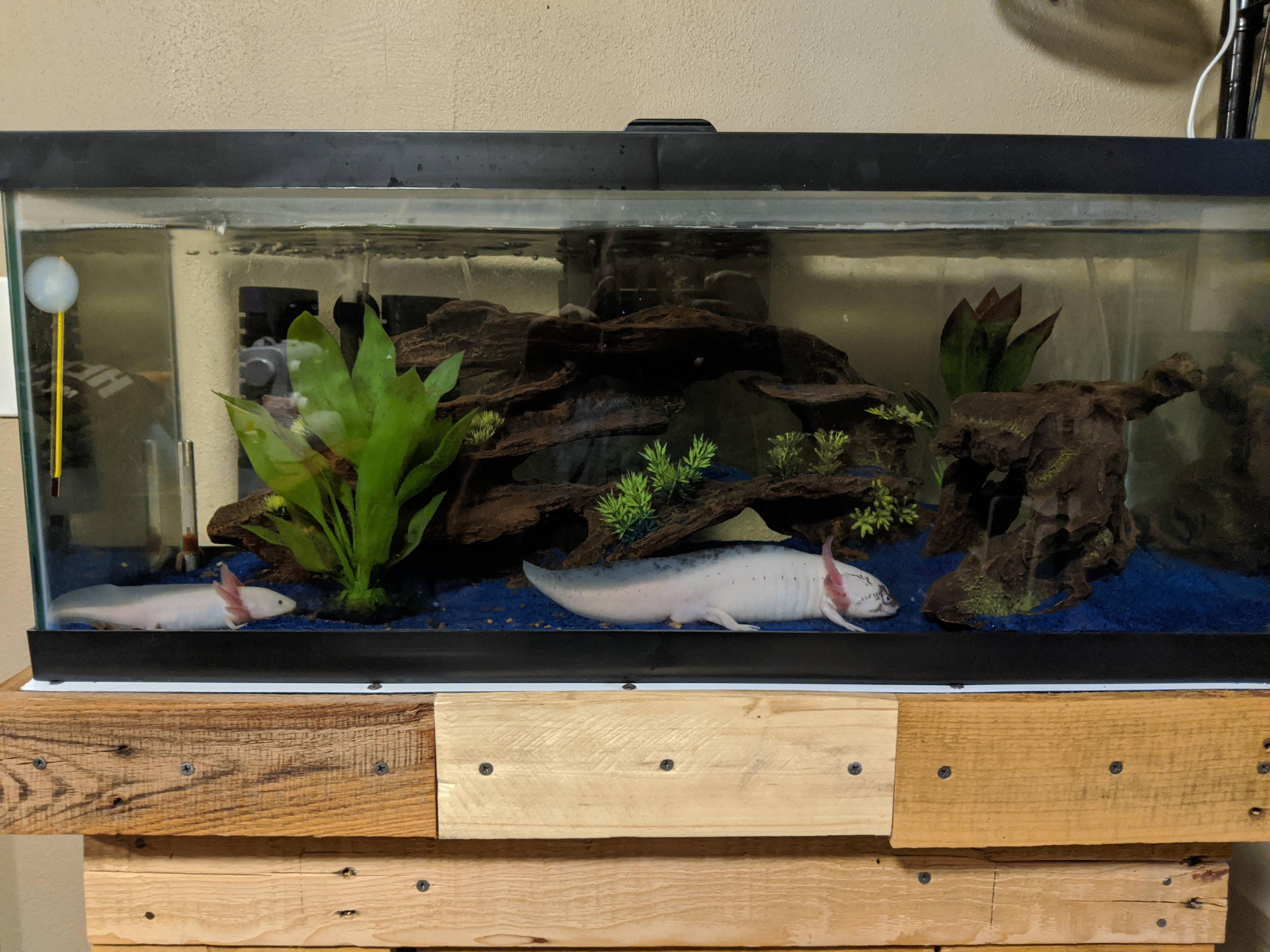 Good size comparison of our full grown and our new axoltl | Scrolller