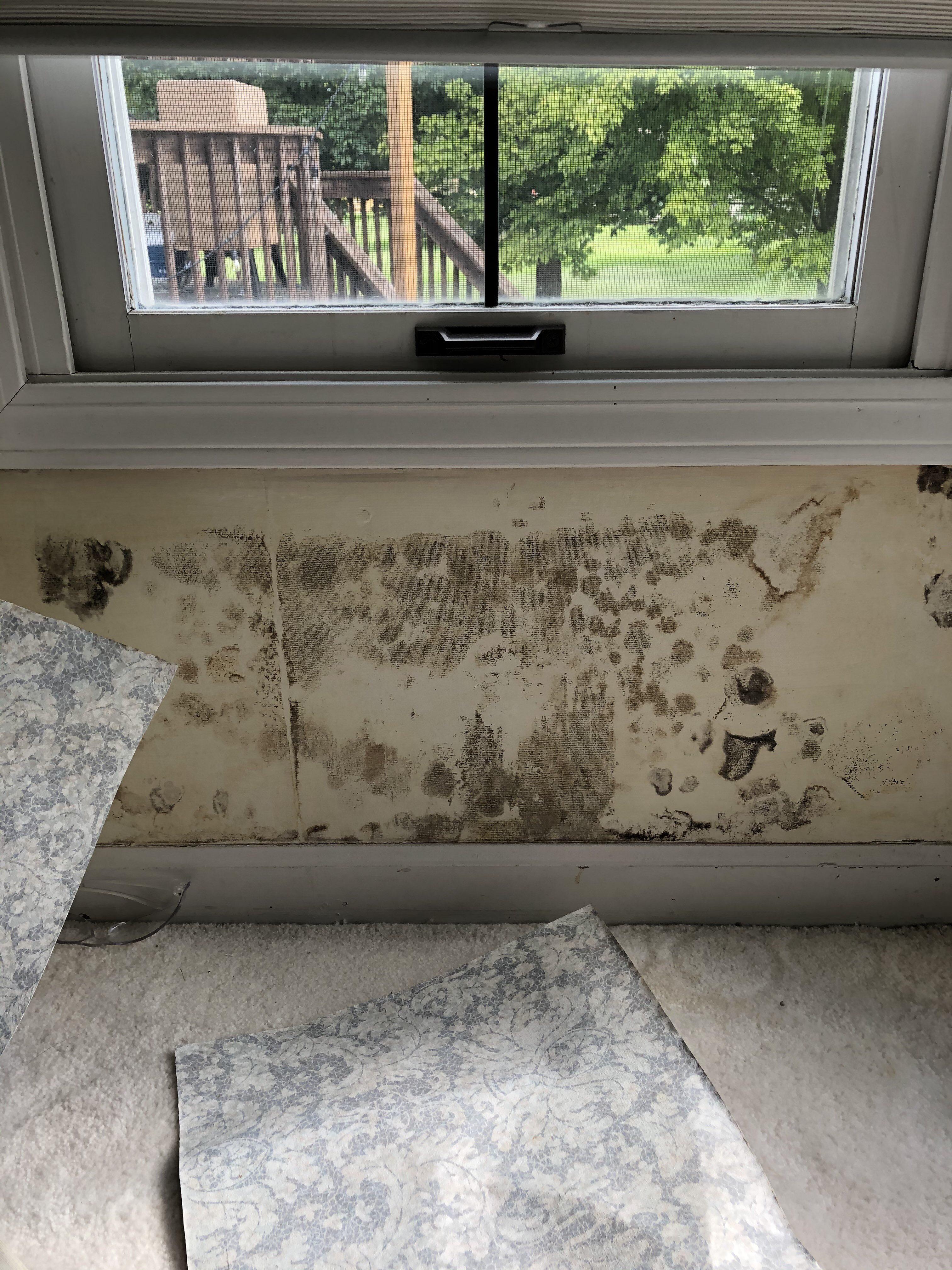 Goodbye wallpaper hello mold | Scrolller