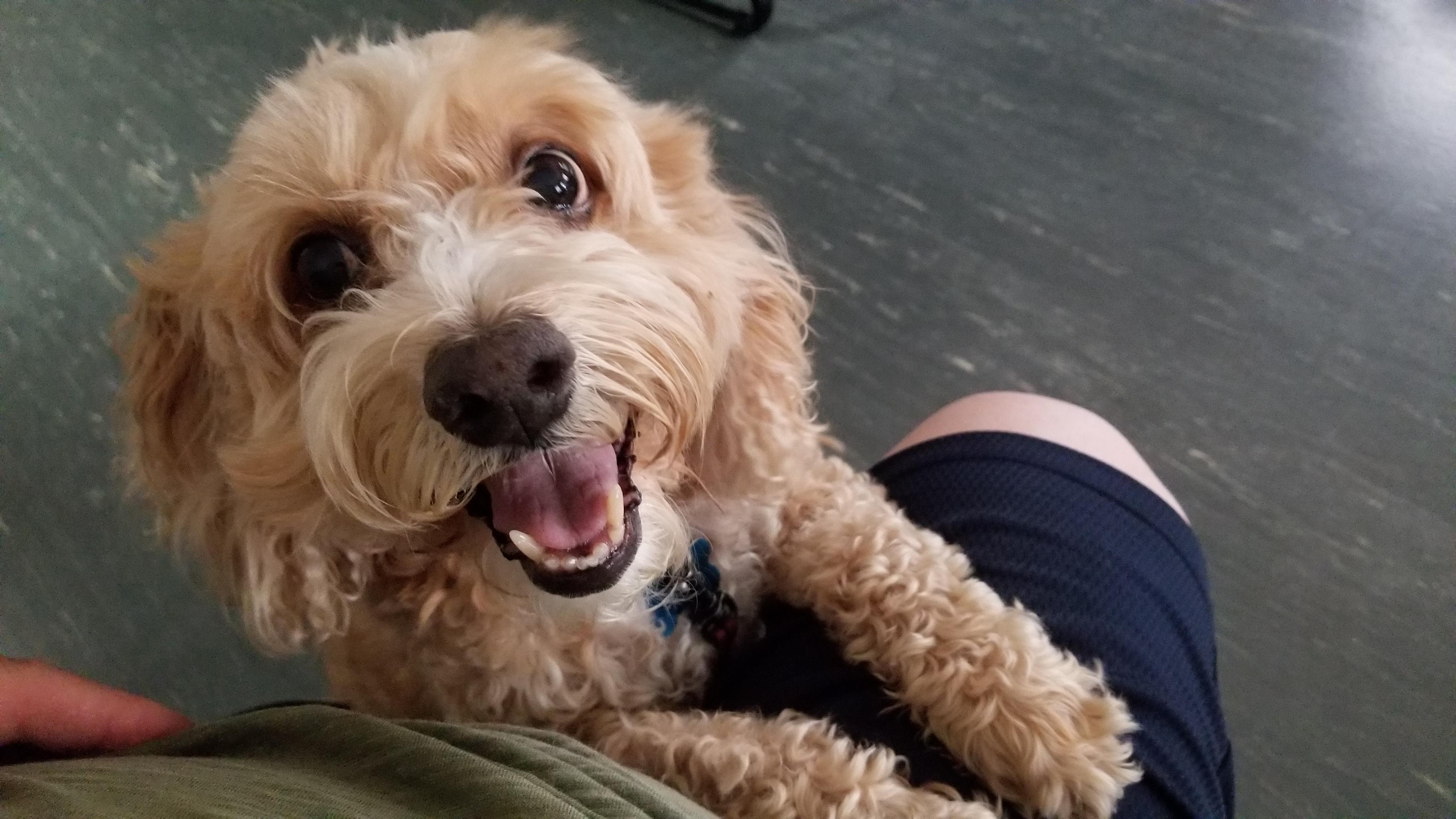 Goodest boy after a bath | Scrolller