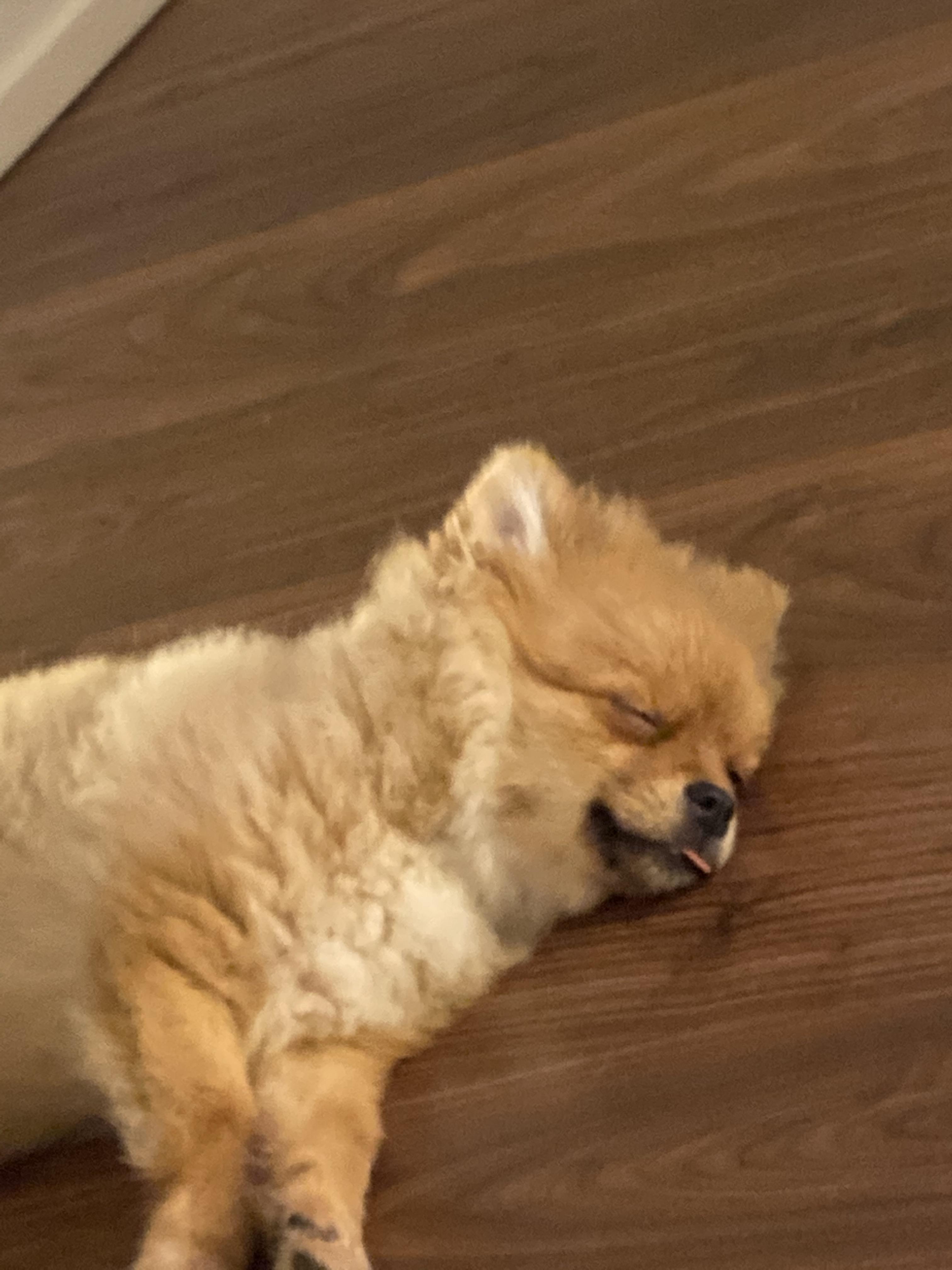 Goodnight poms! | Scrolller