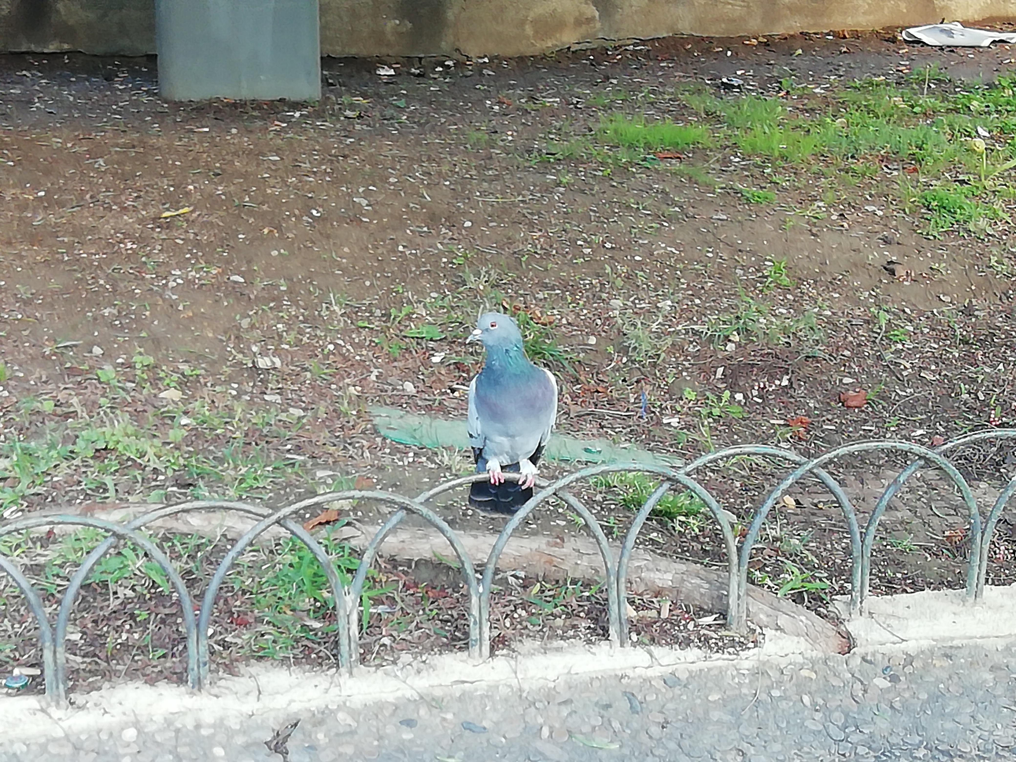Gorgeous pigeon spotted in France | Scrolller