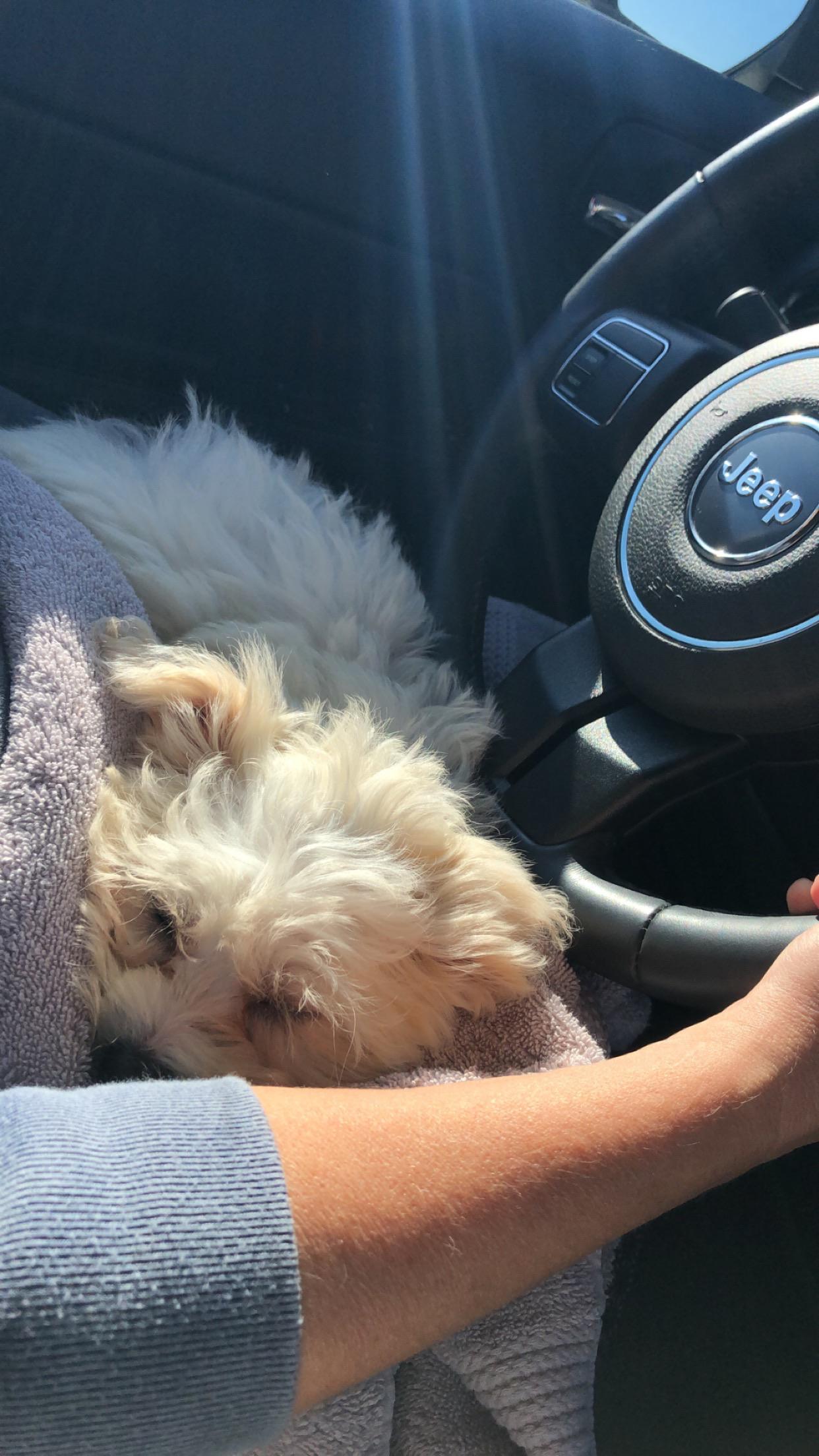 Got a sweet little girl today! Everyone meet Millie | Scrolller