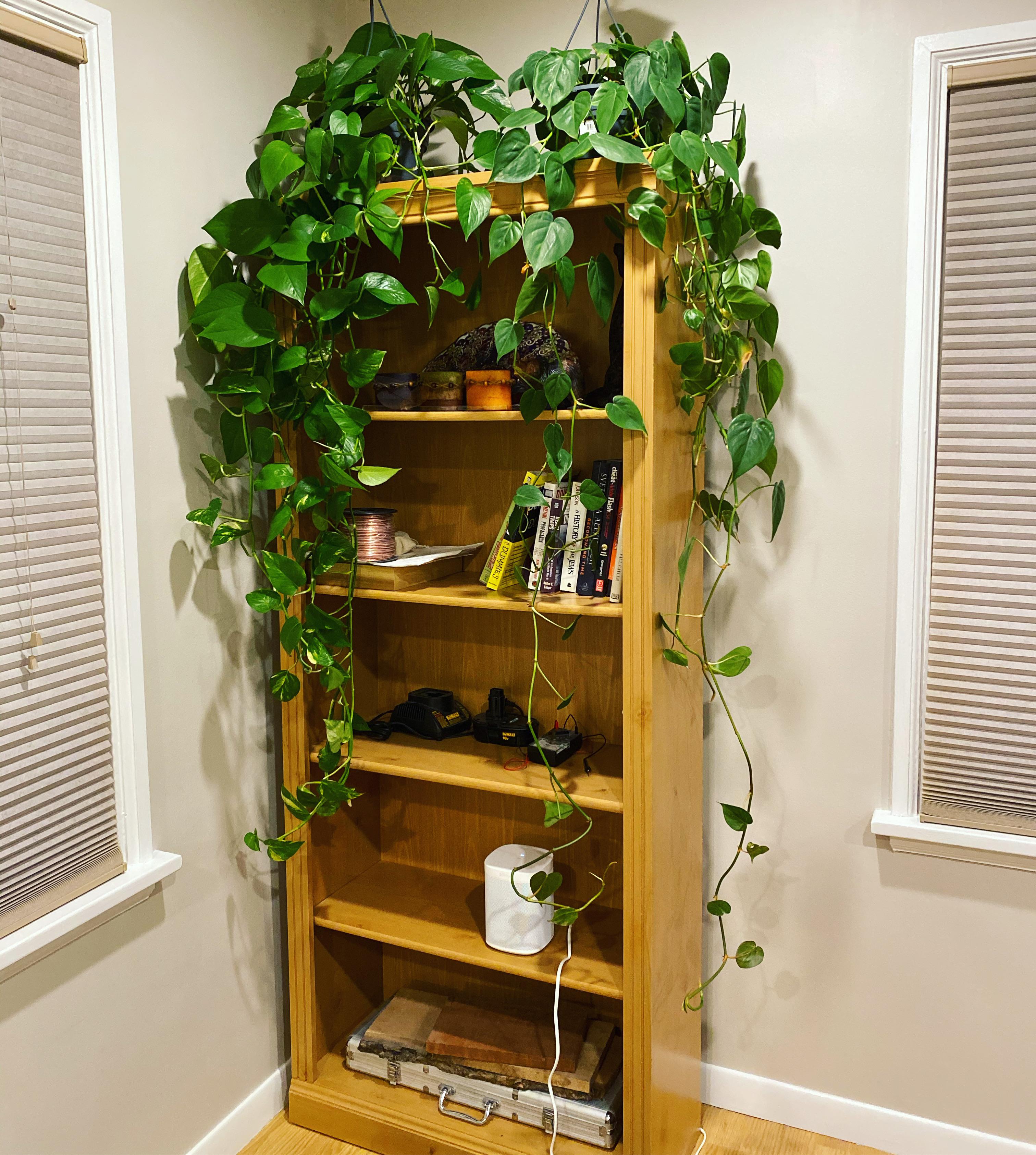 Got these at Aldi last year and they are really getting long ! 😍 | Scrolller