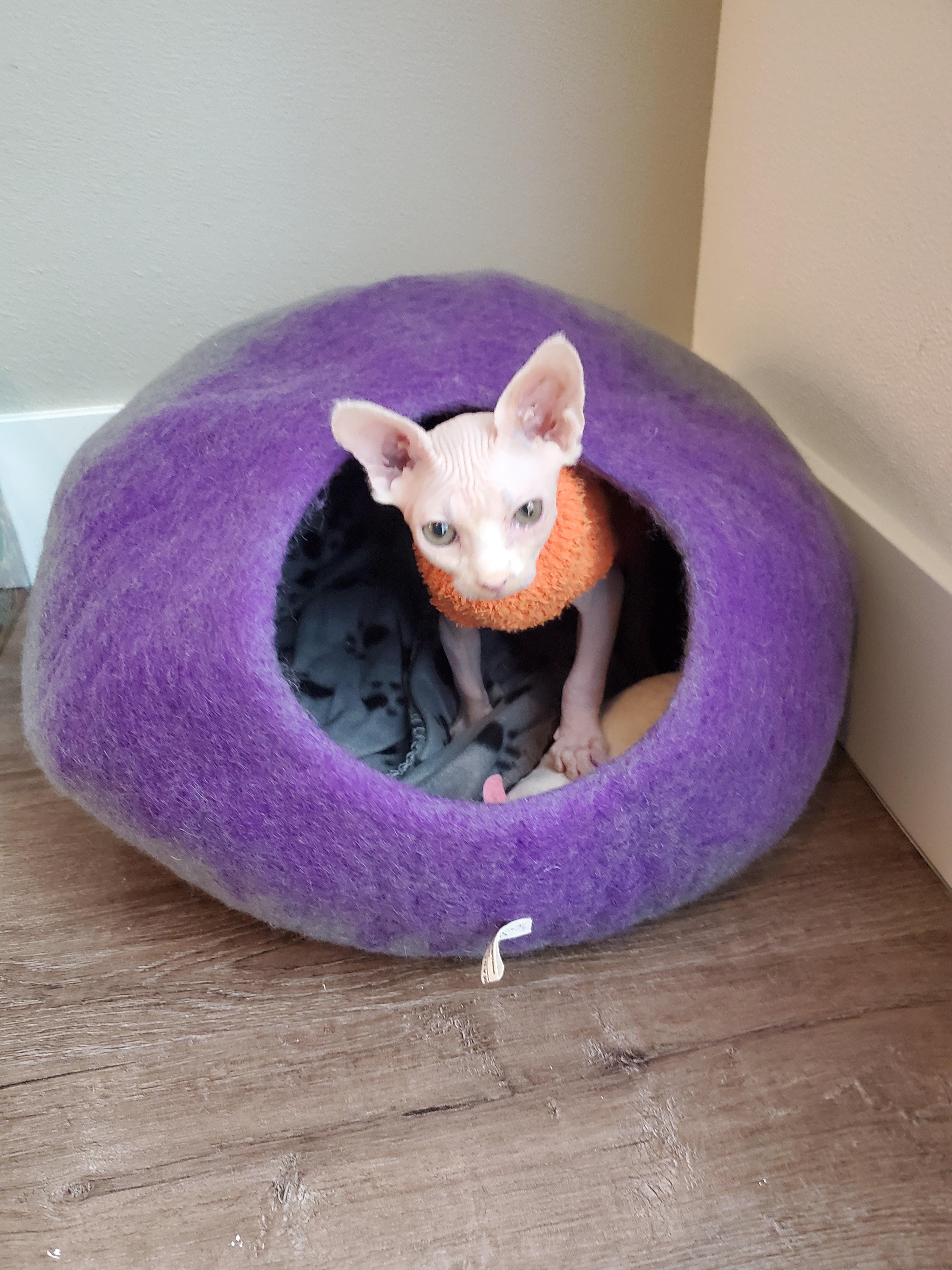 Gotcha day was Sunday.... he's settled in so well!! 🐾🐈 | Scrolller