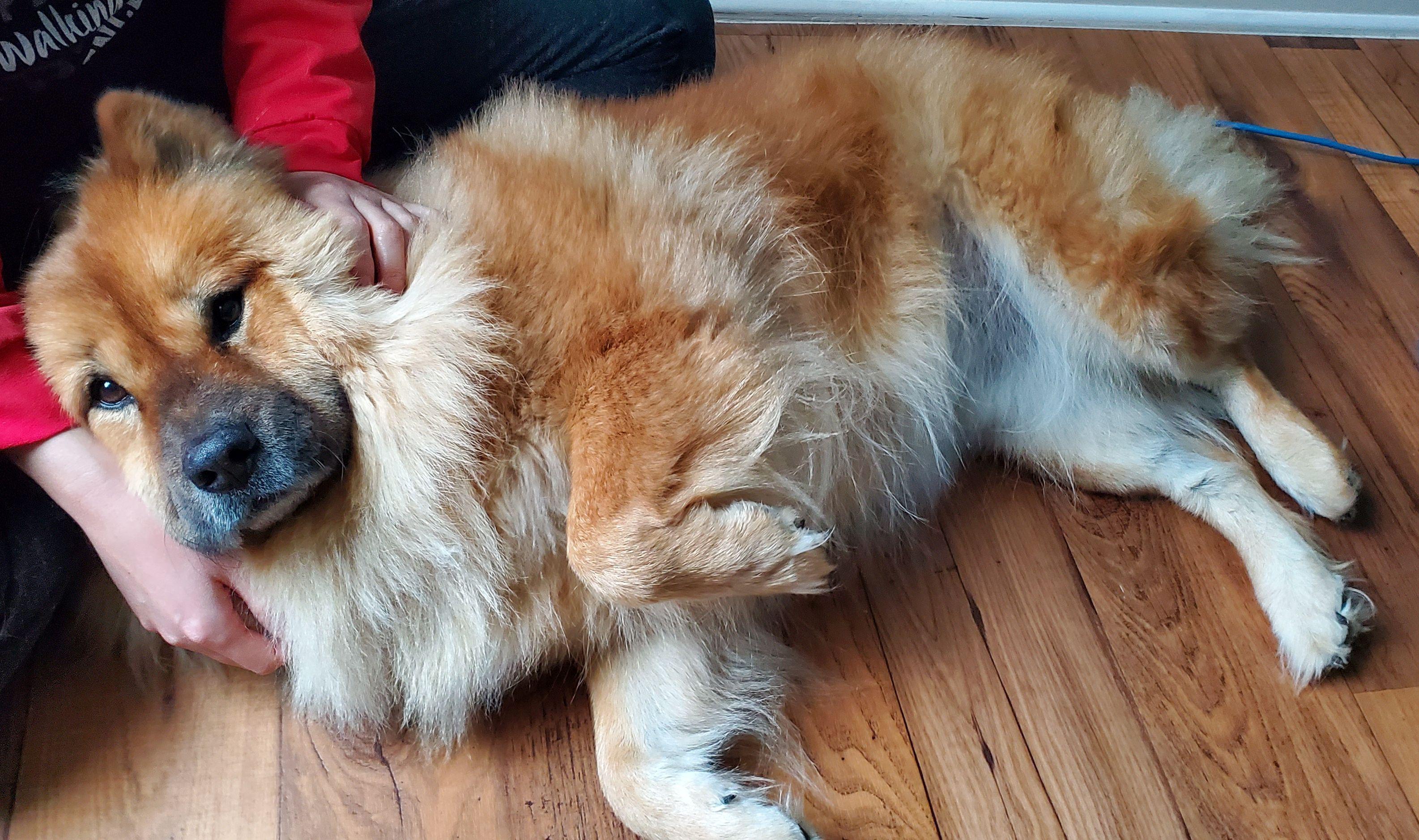 Gotta love the paw tuck! | Scrolller