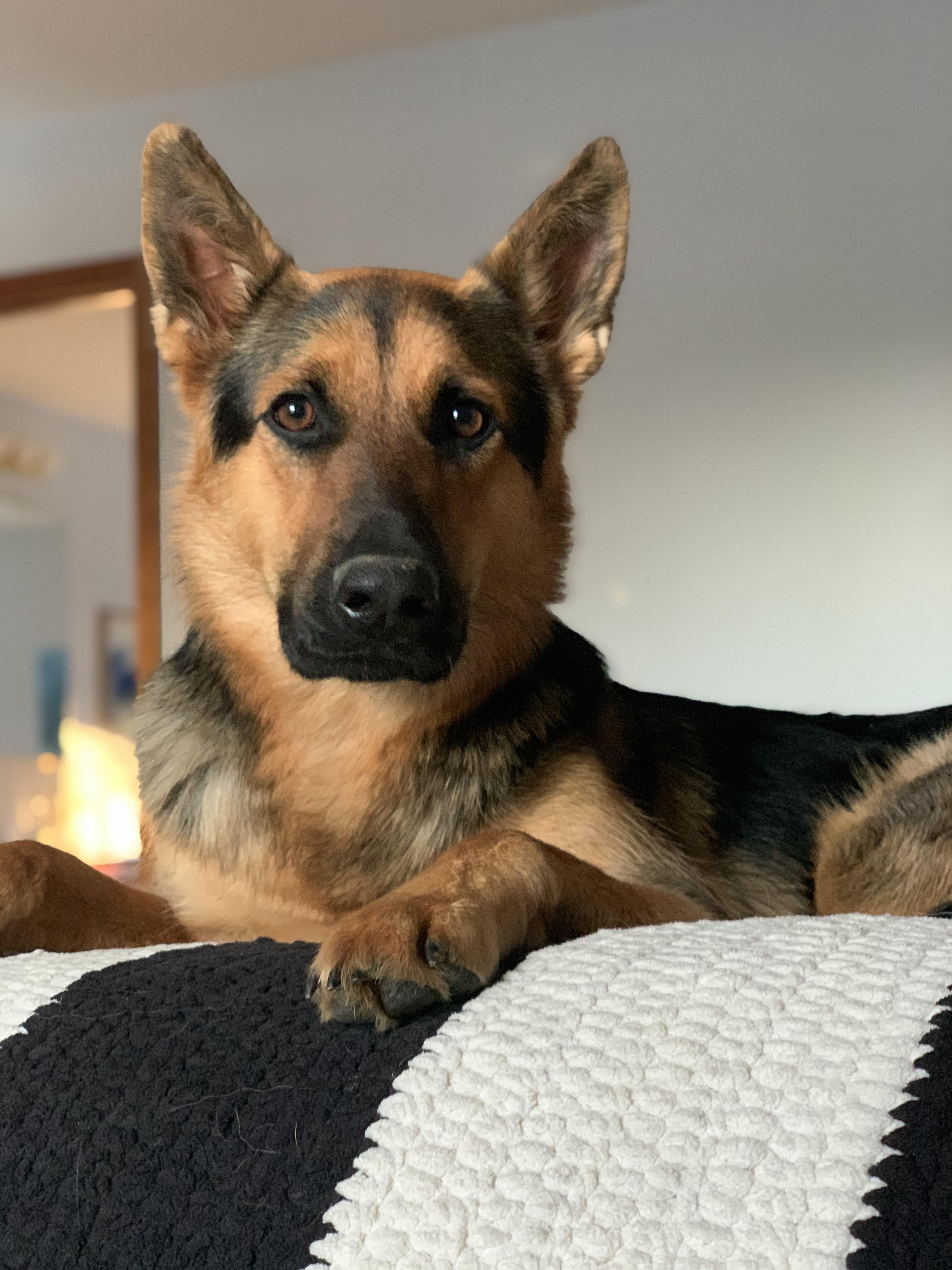 Grabbed this picture of my big ole baby the other day | Scrolller