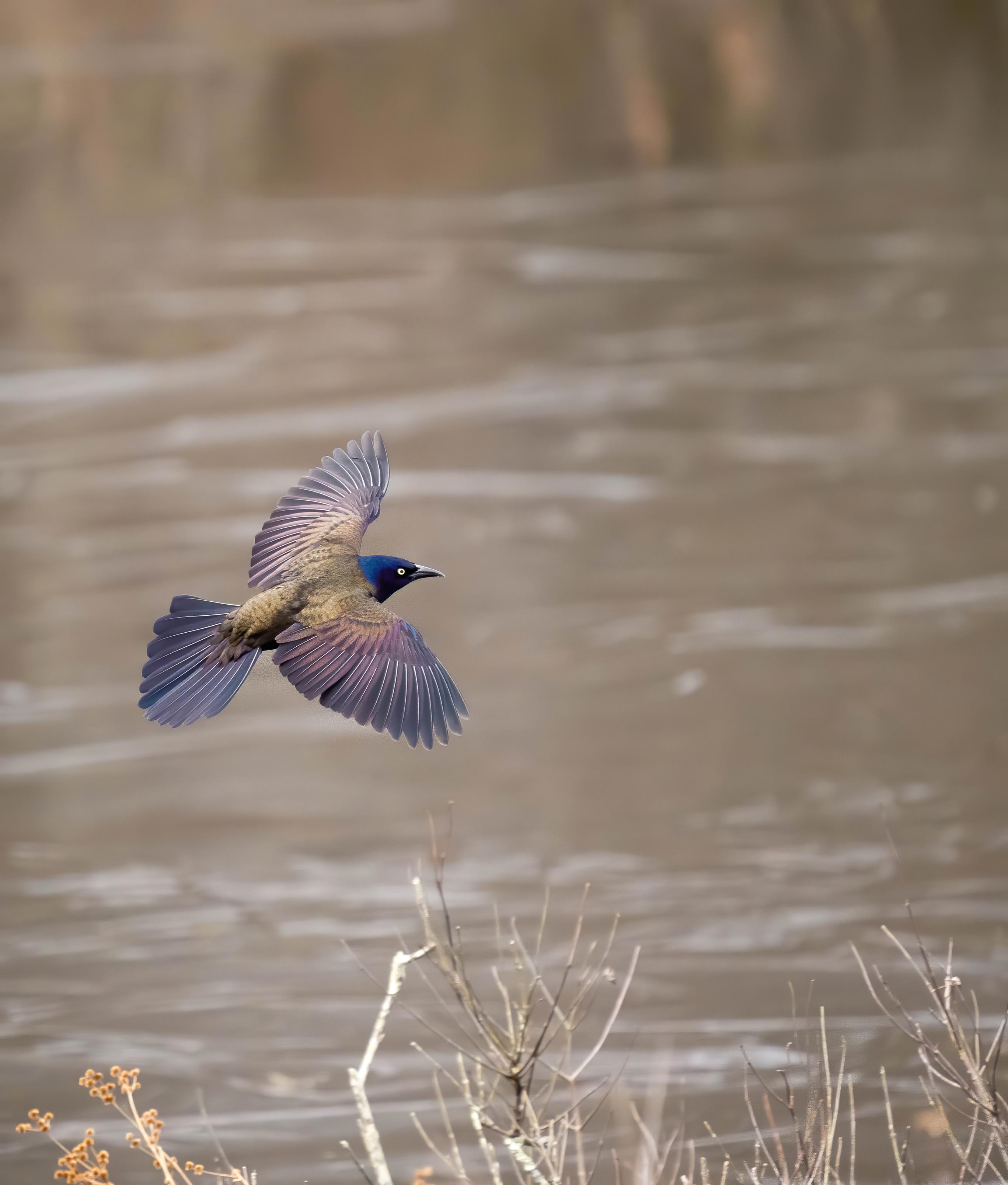 Grackles are so underrated, I love their purple/magenta wings! | Scrolller
