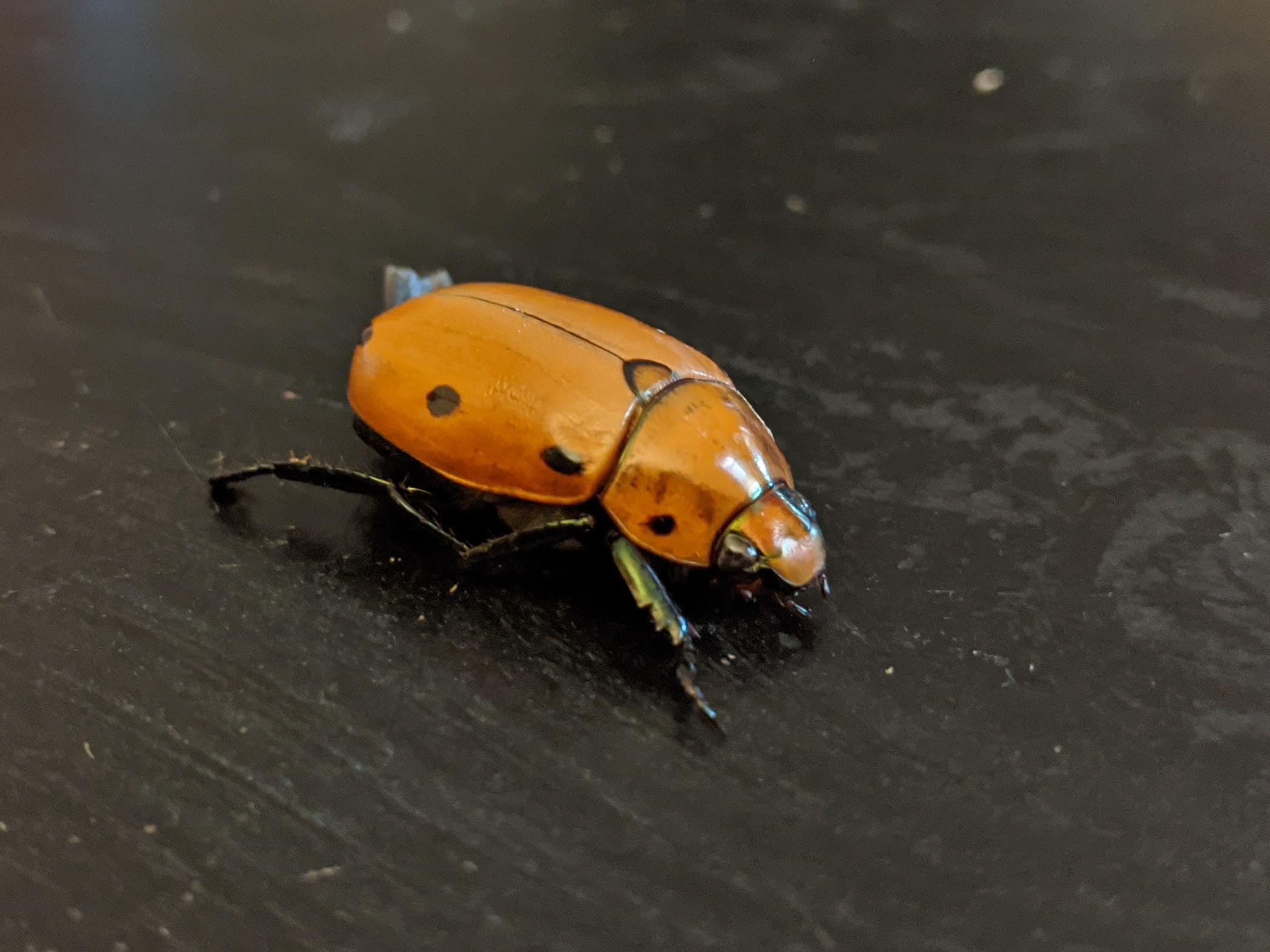 Grapevine beetle | Scrolller