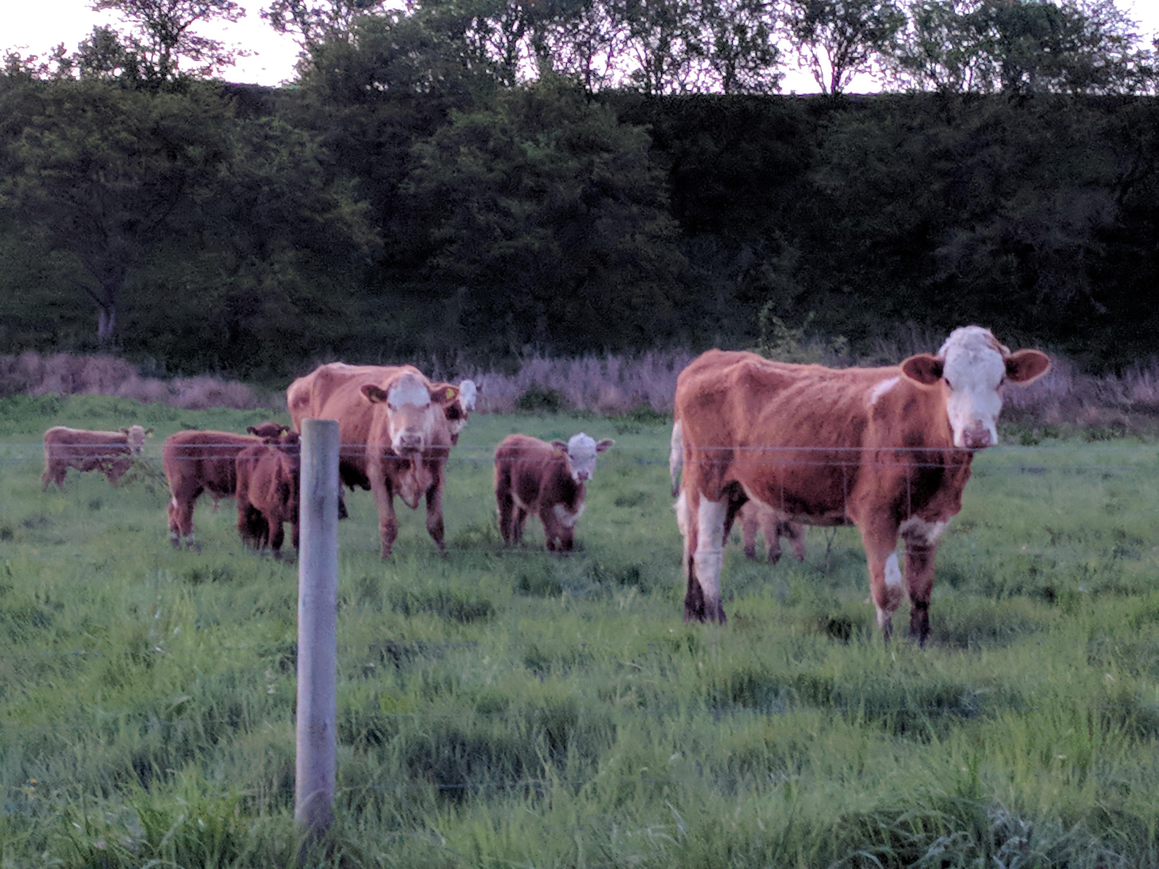 Grass puppies | Scrolller