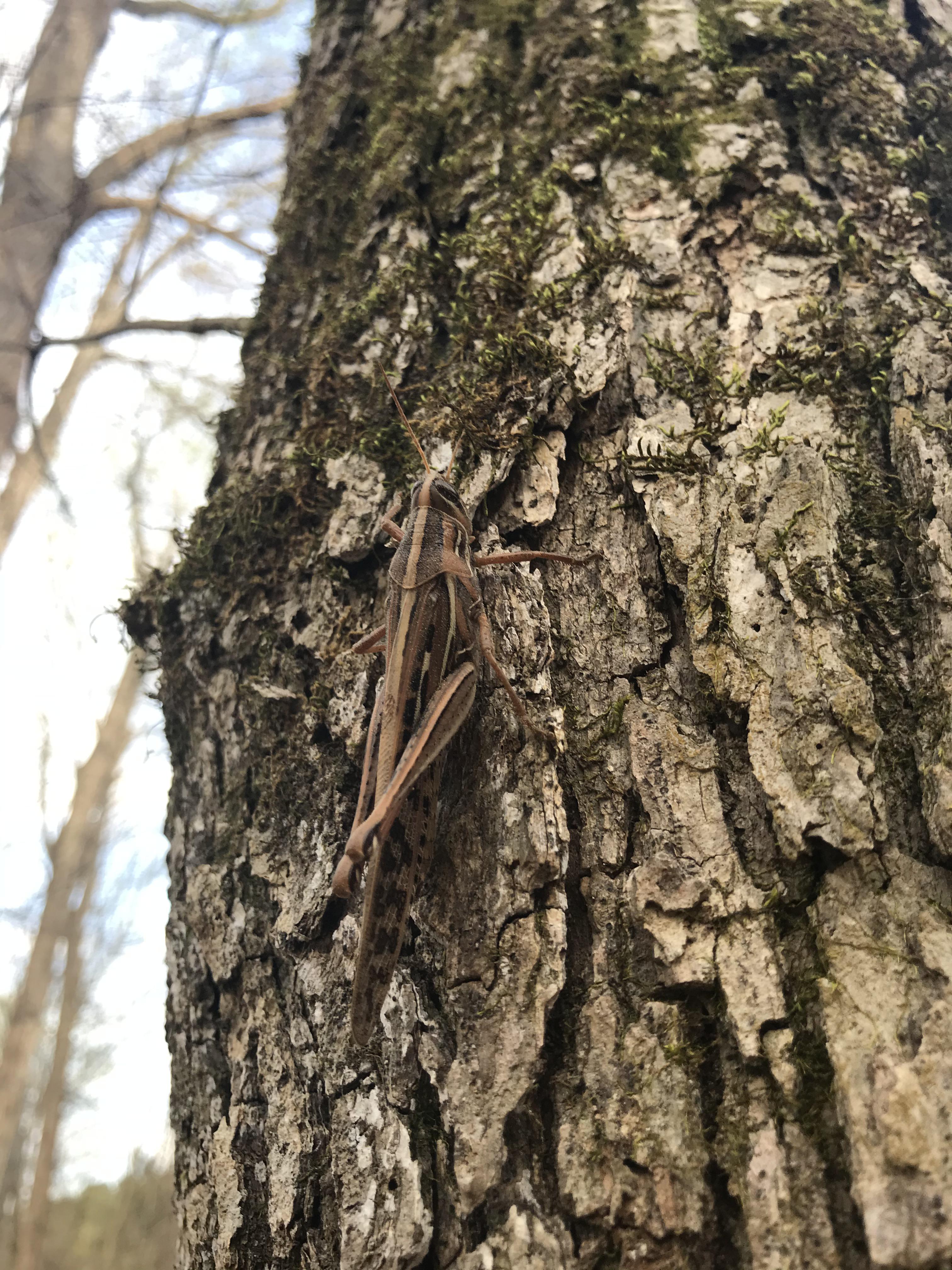 Grasshopper | Scrolller