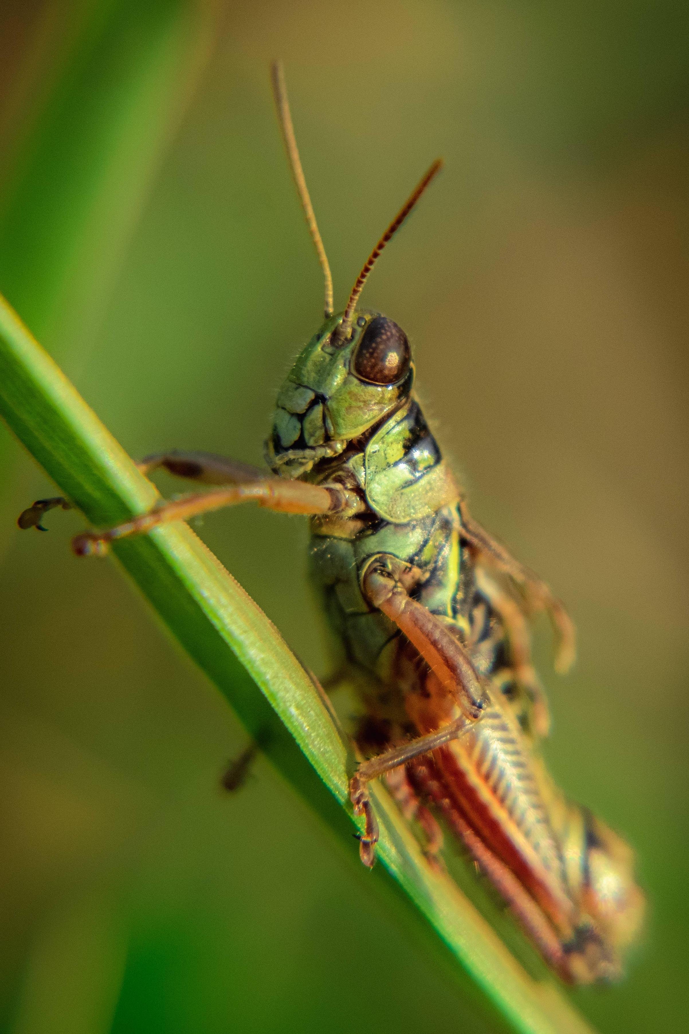 Grasshopper at dawn | Scrolller