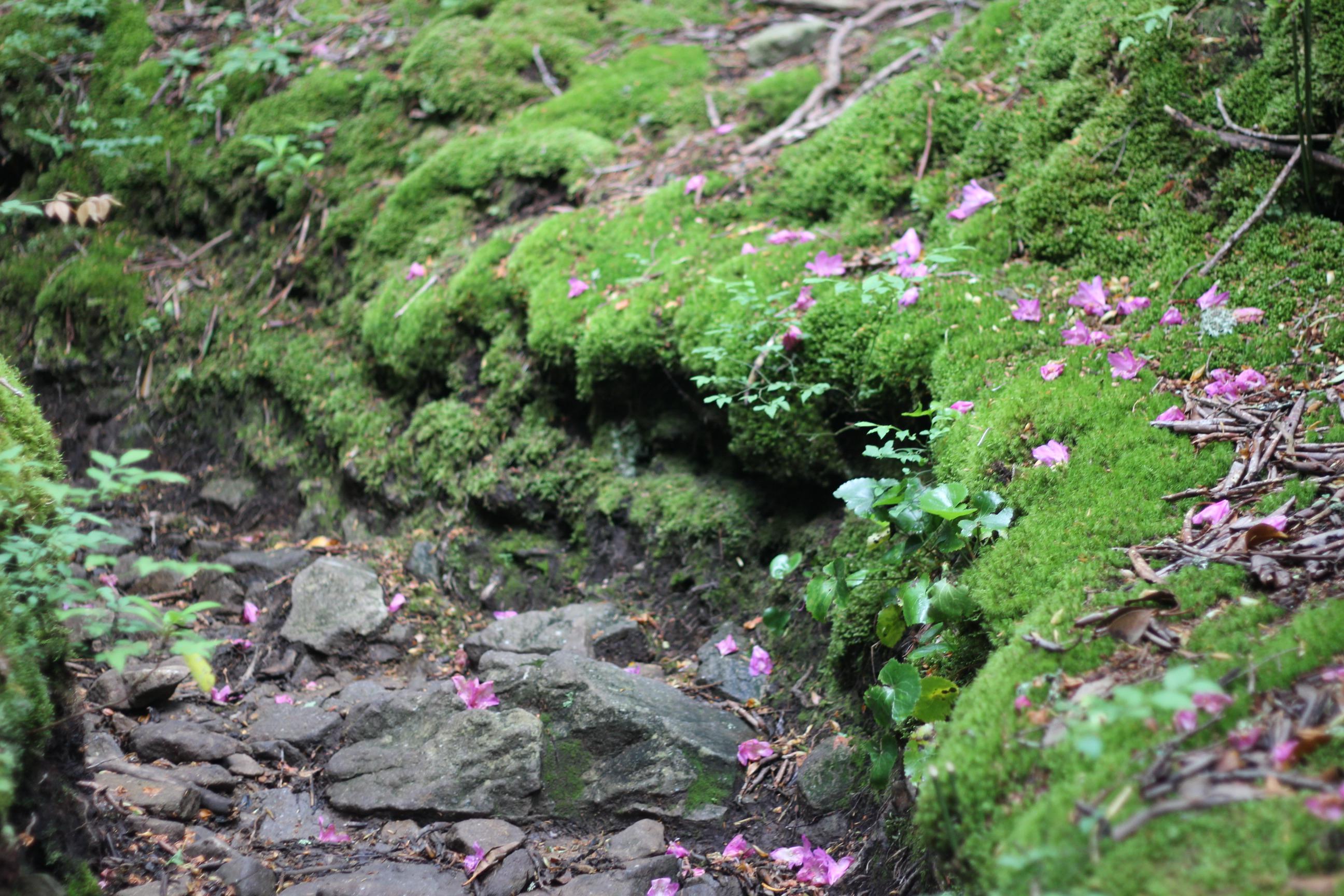 Great Smoky Mountain Mossy Path | Scrolller