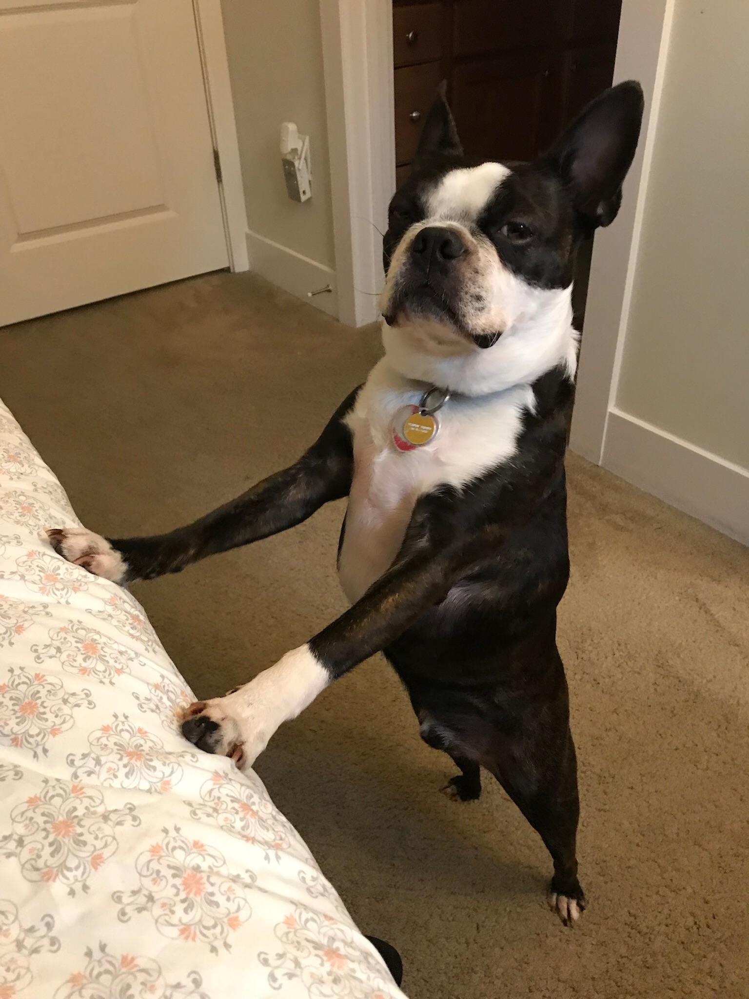 Greetings hooman! | Scrolller