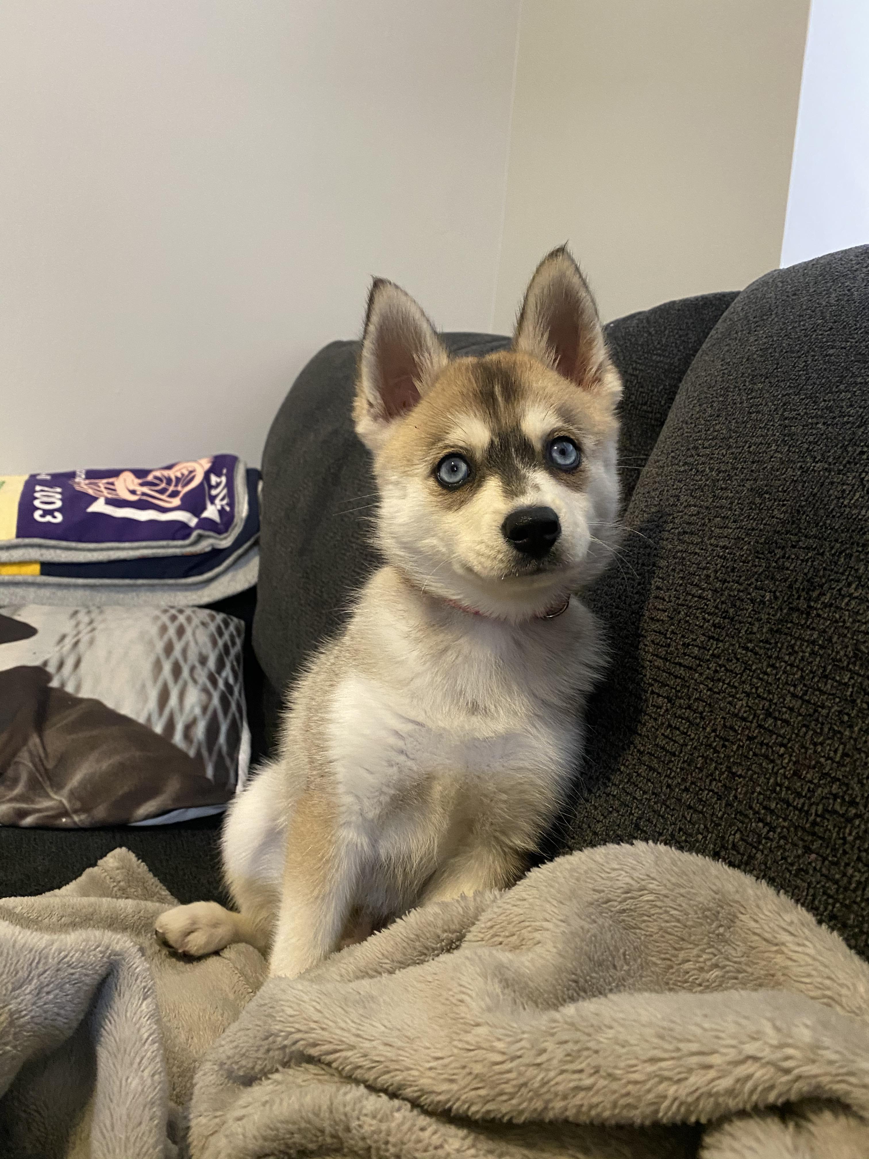 Gretchen is just over 12 weeks old! 7.3 pounds today, she’s grown like crazy the last 2 weeks ...