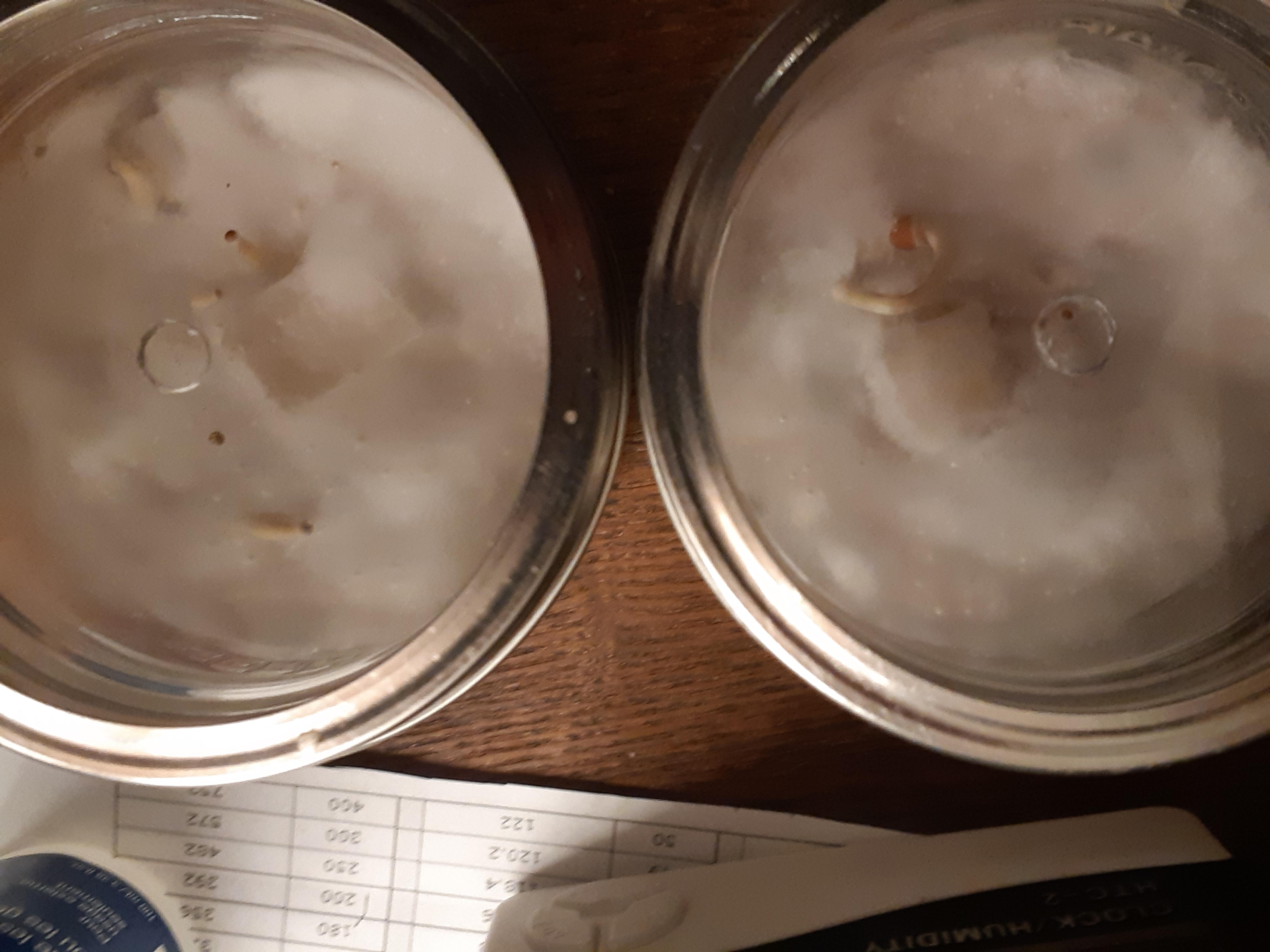 Grew me a microdose | Scrolller