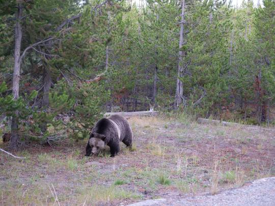 Grizzly bear in Yellowstone NP today | Scrolller