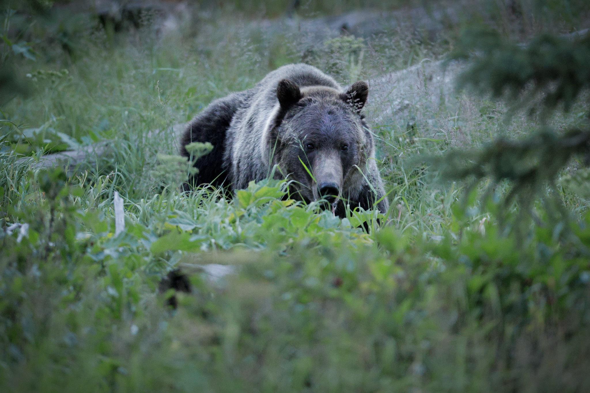 Grizzly bear near Canyon Village 8/15/20 | Scrolller