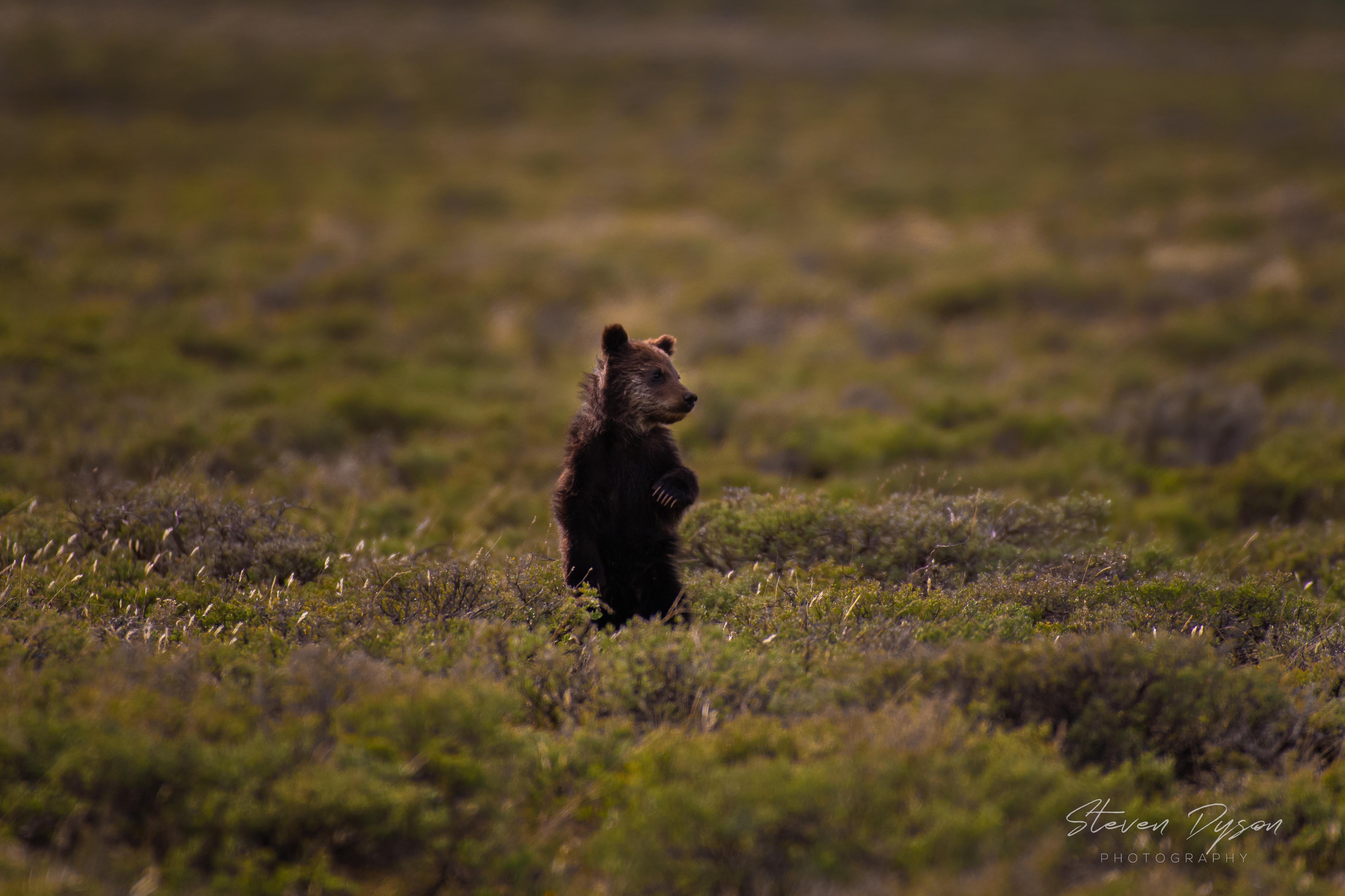 Grizzly Cub Showing Off His Sharp Claws [OC] | Scrolller