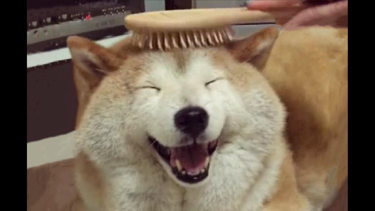 Grooming time ️ ️ | Scrolller