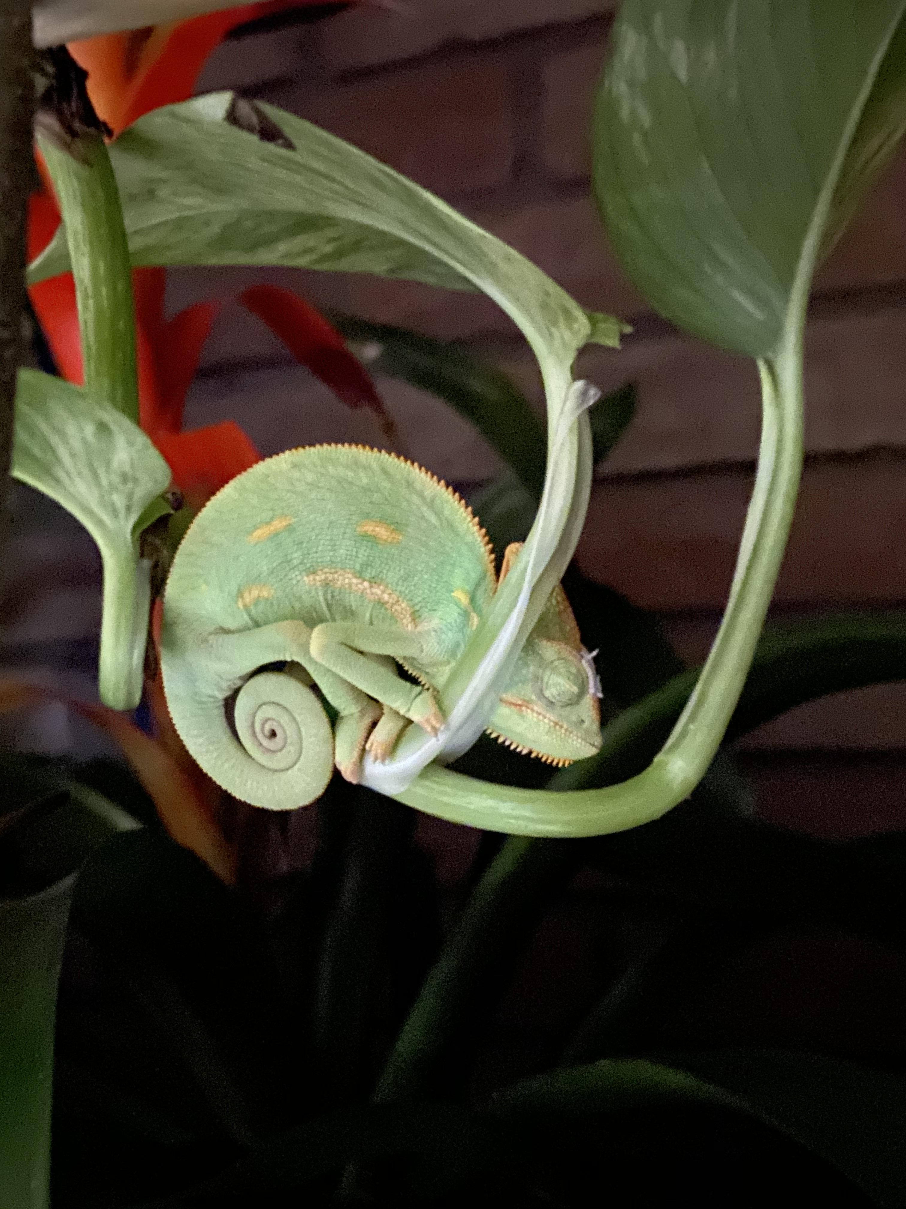 Groot is sleeping...ain’t he cute?! | Scrolller