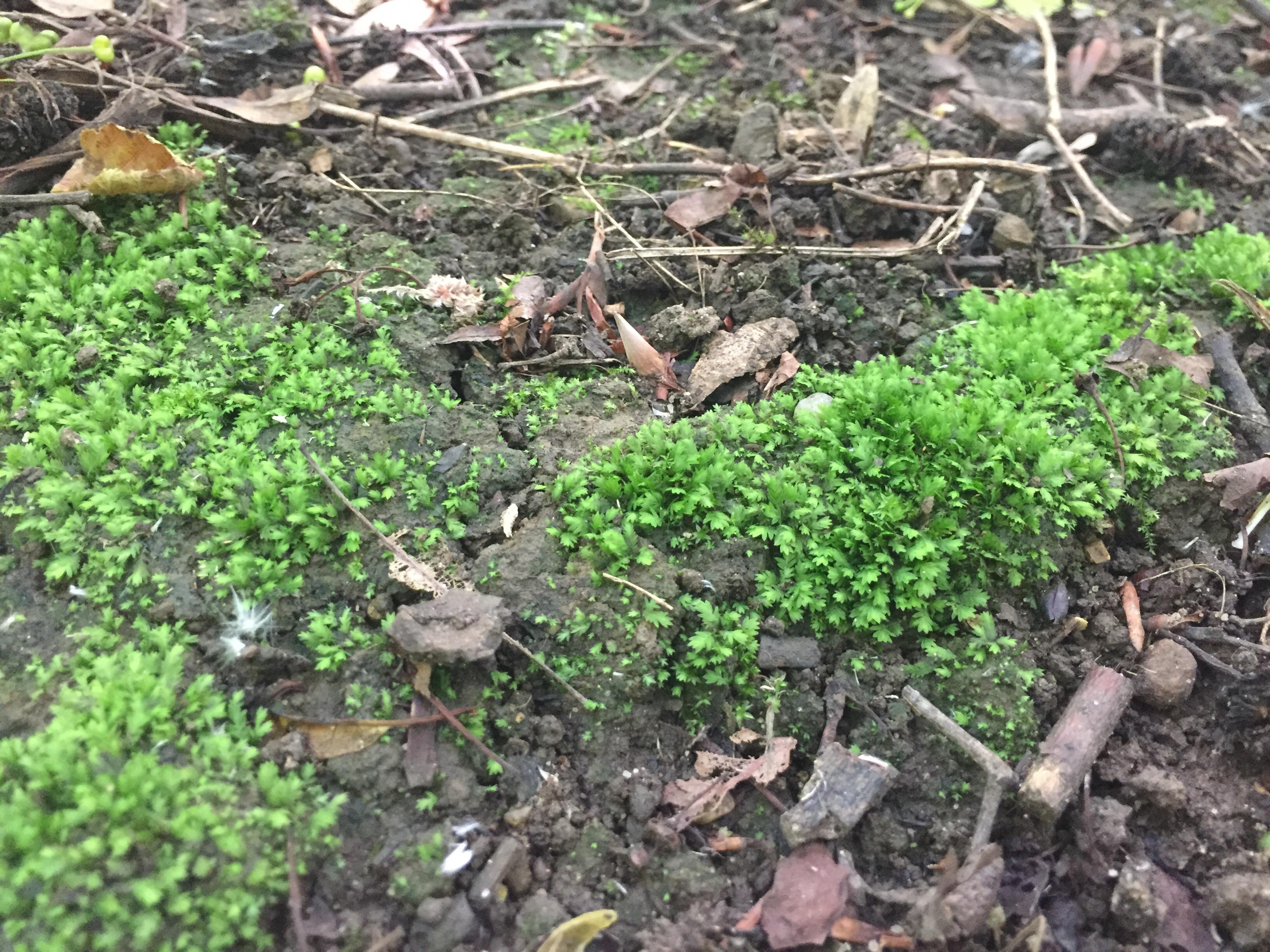 Ground moss | Scrolller