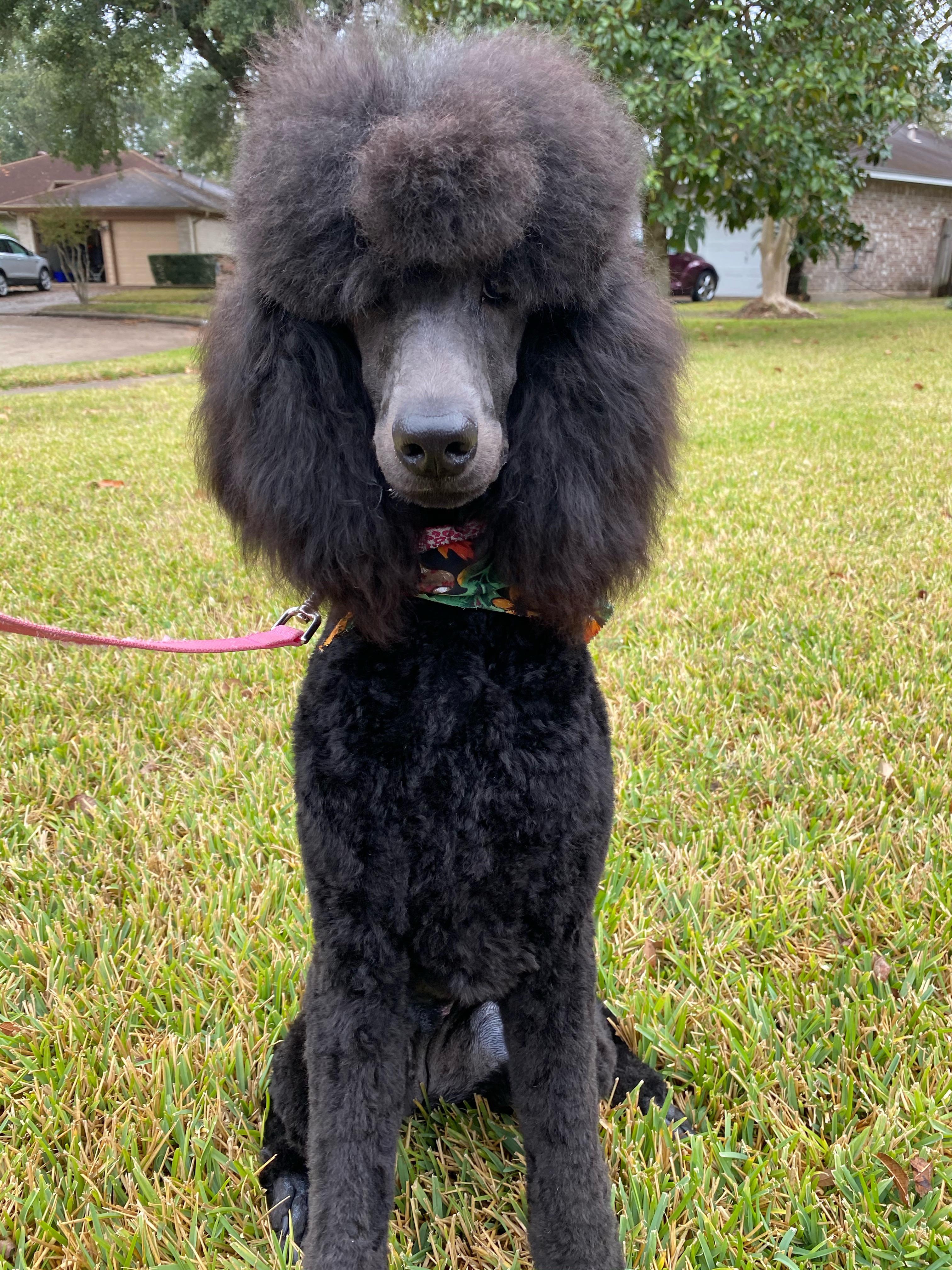 Growing out Ada’s top knot | Scrolller