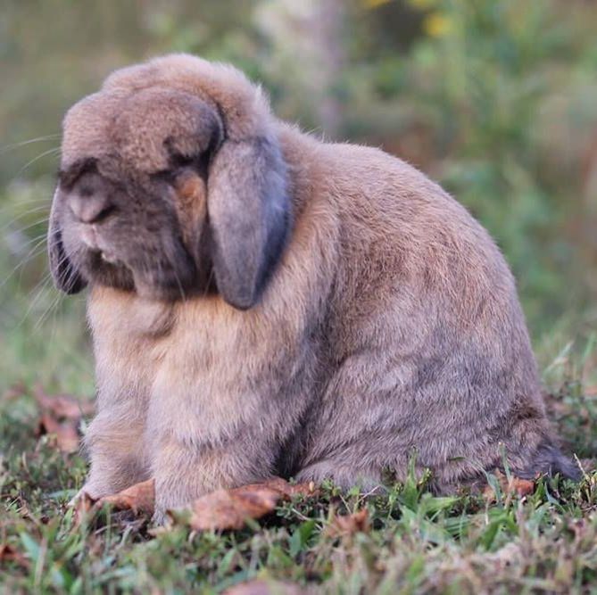 Grumpy bun | Scrolller