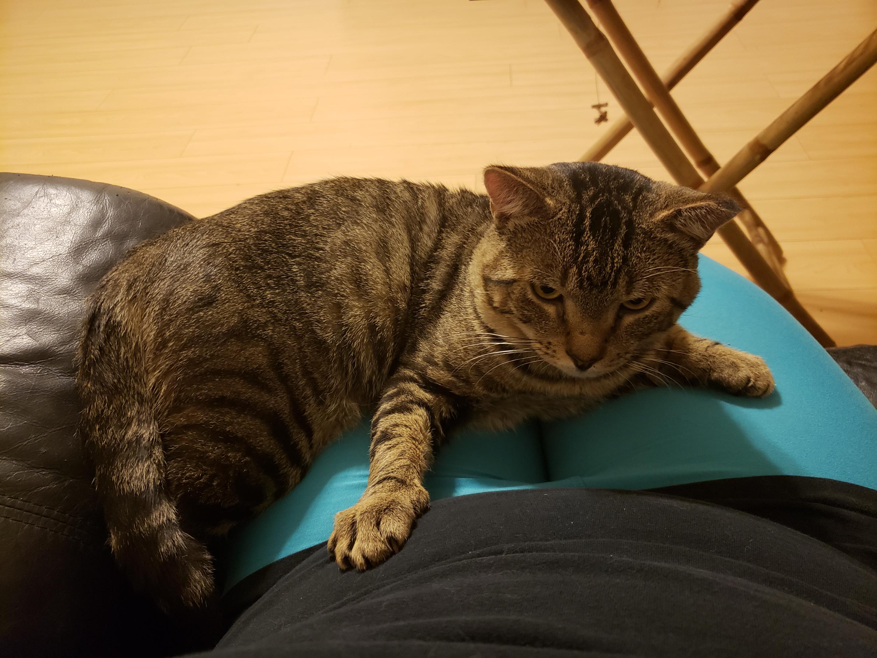 Grumpy Jack, big chonk | Scrolller