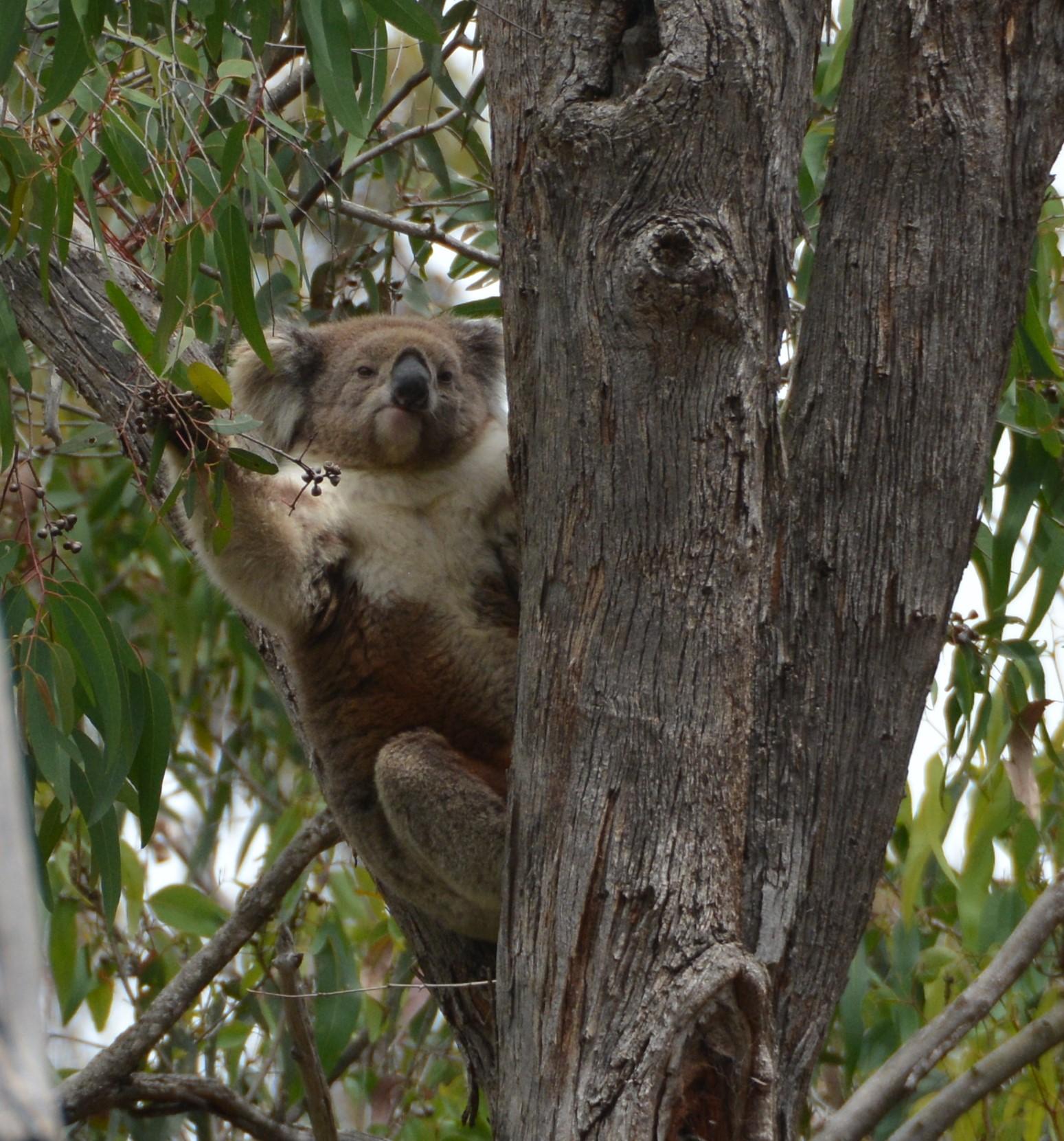 Grumpy Koala | Scrolller