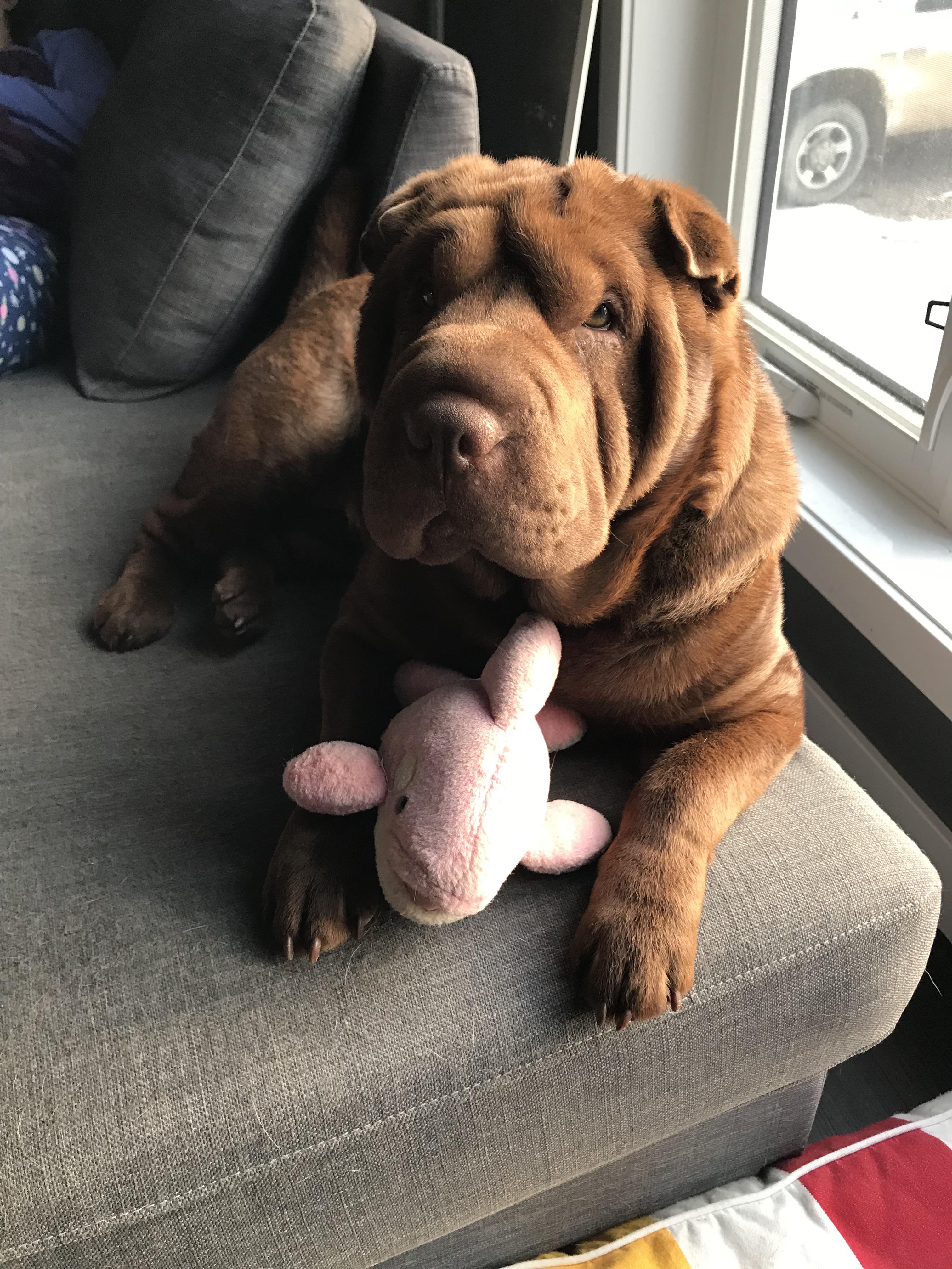 Guarding her favourite toy | Scrolller