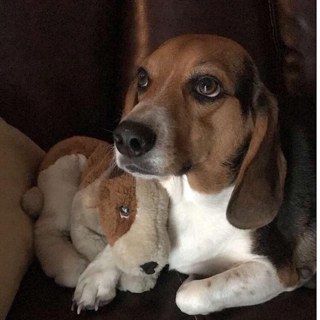 Guarding his toy! | Scrolller