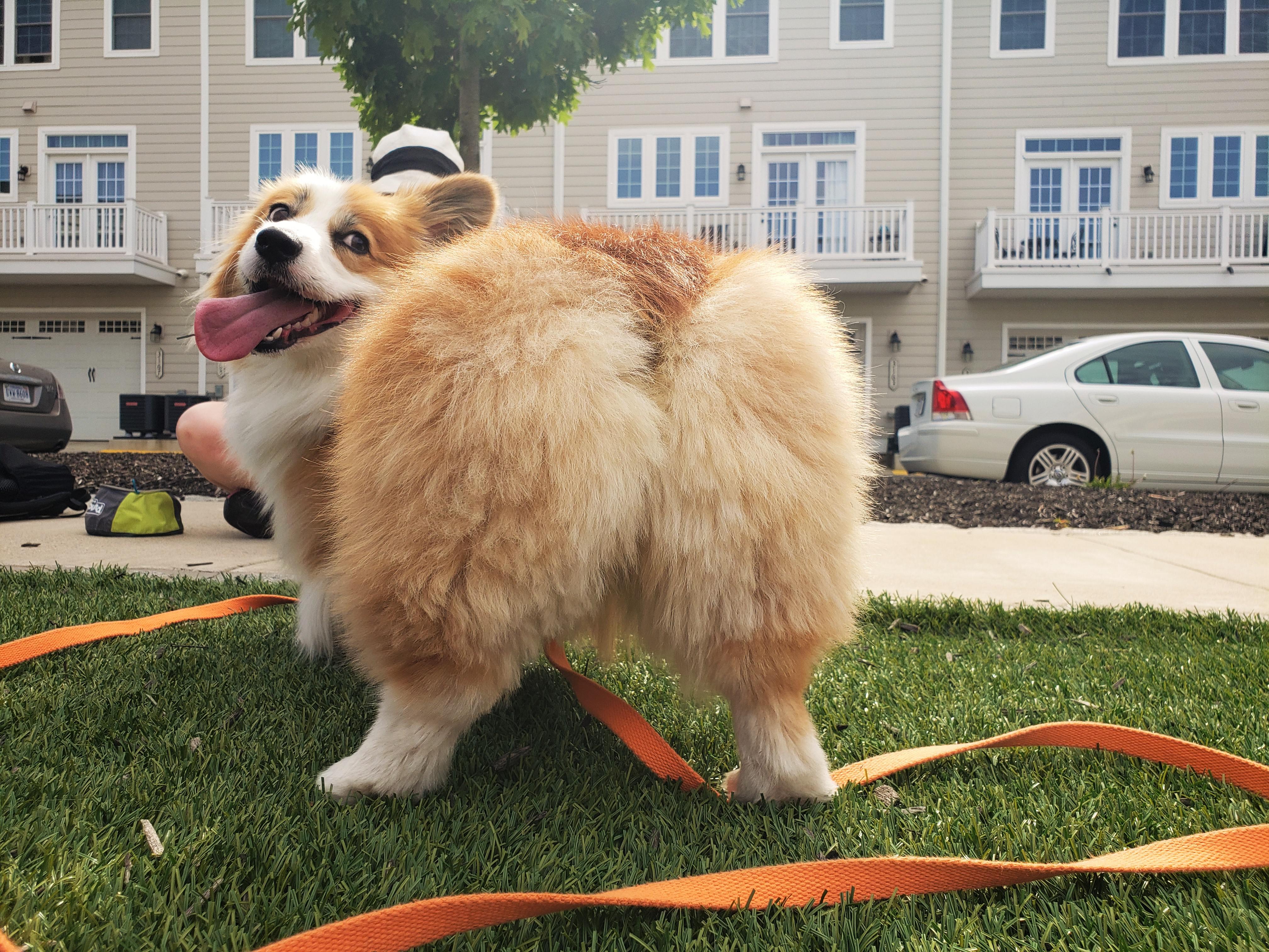 Guess what? Fluffy butt! | Scrolller